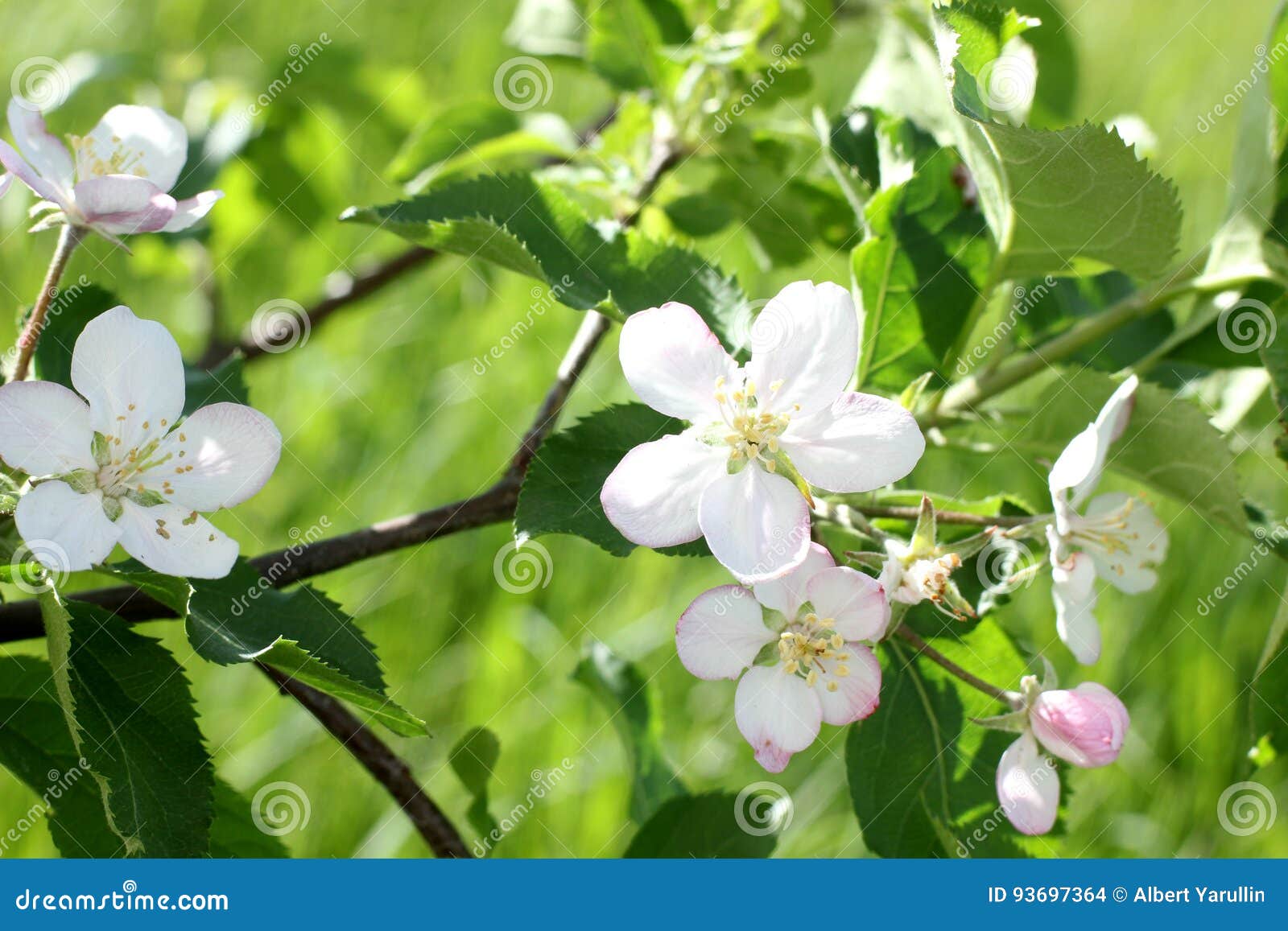 Apple tree in bloom stock photo. Image of leaf, green - 93697364