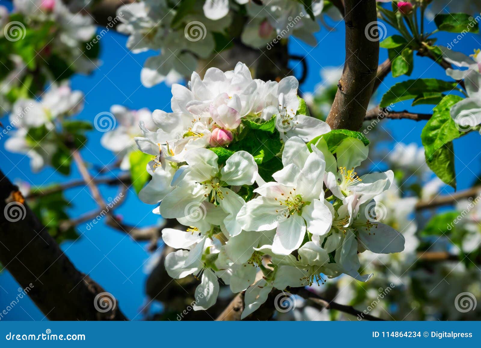 Apple Tree in Bloom stock photo. Image of bloom, tree - 114864234