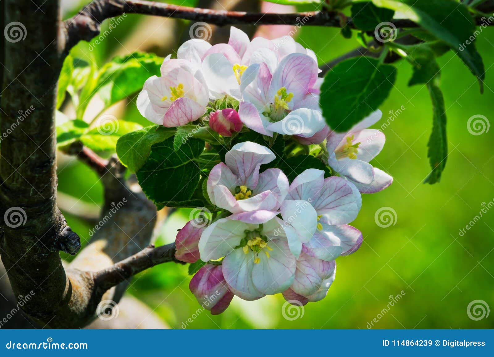 Apple Tree in Bloom stock image. Image of bloom, spring - 114864239