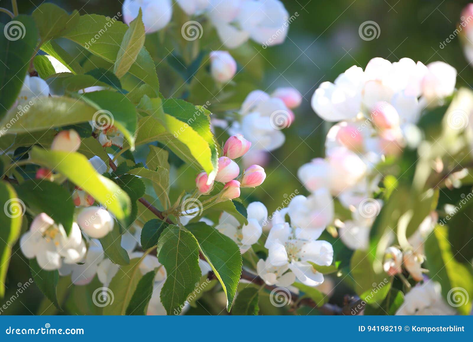 Apple-tree in Bloom Close-up Stock Image - Image of yellow, beautiful ...