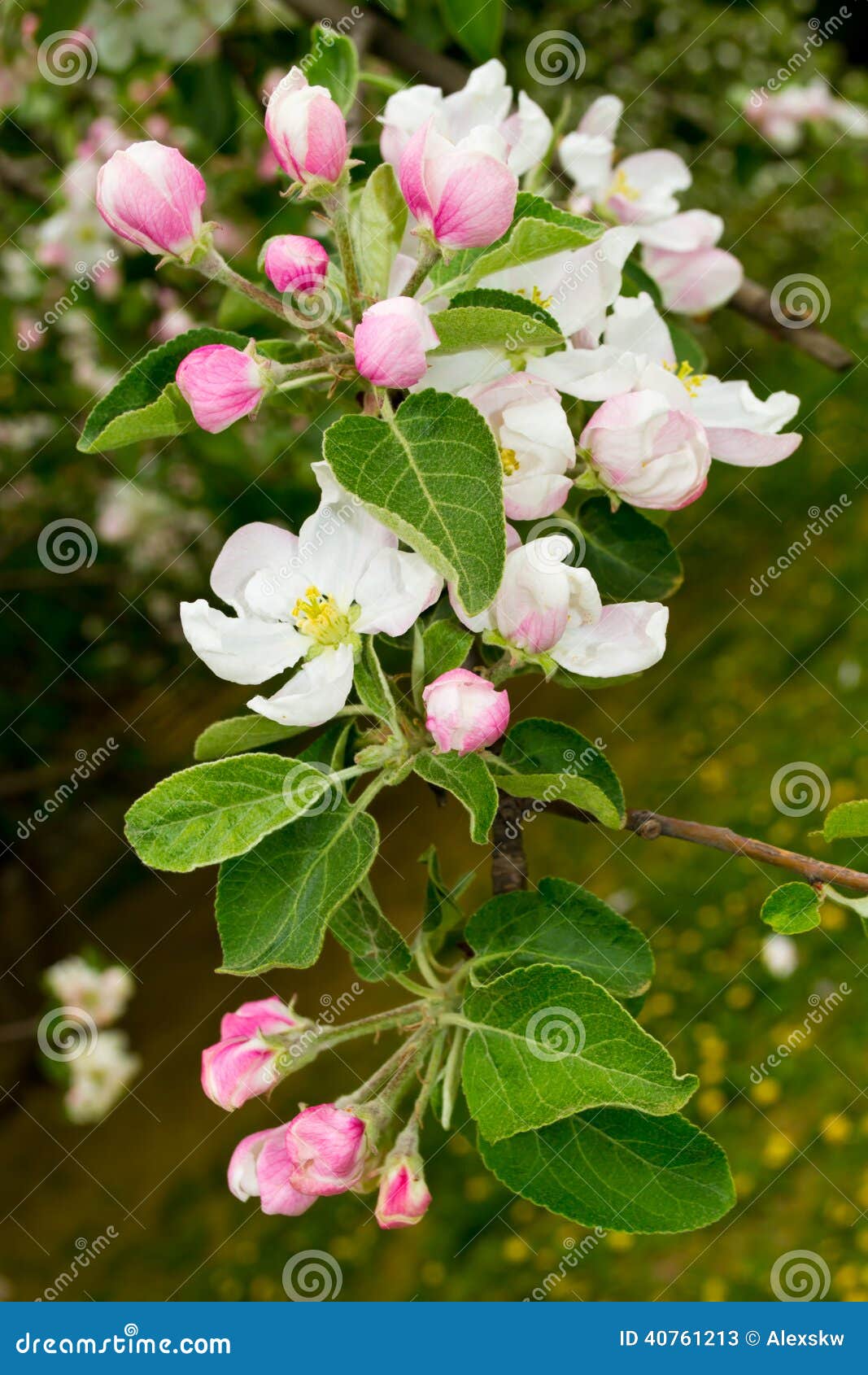 Apple tree in bloom stock image. Image of apples, agriculture - 40761213