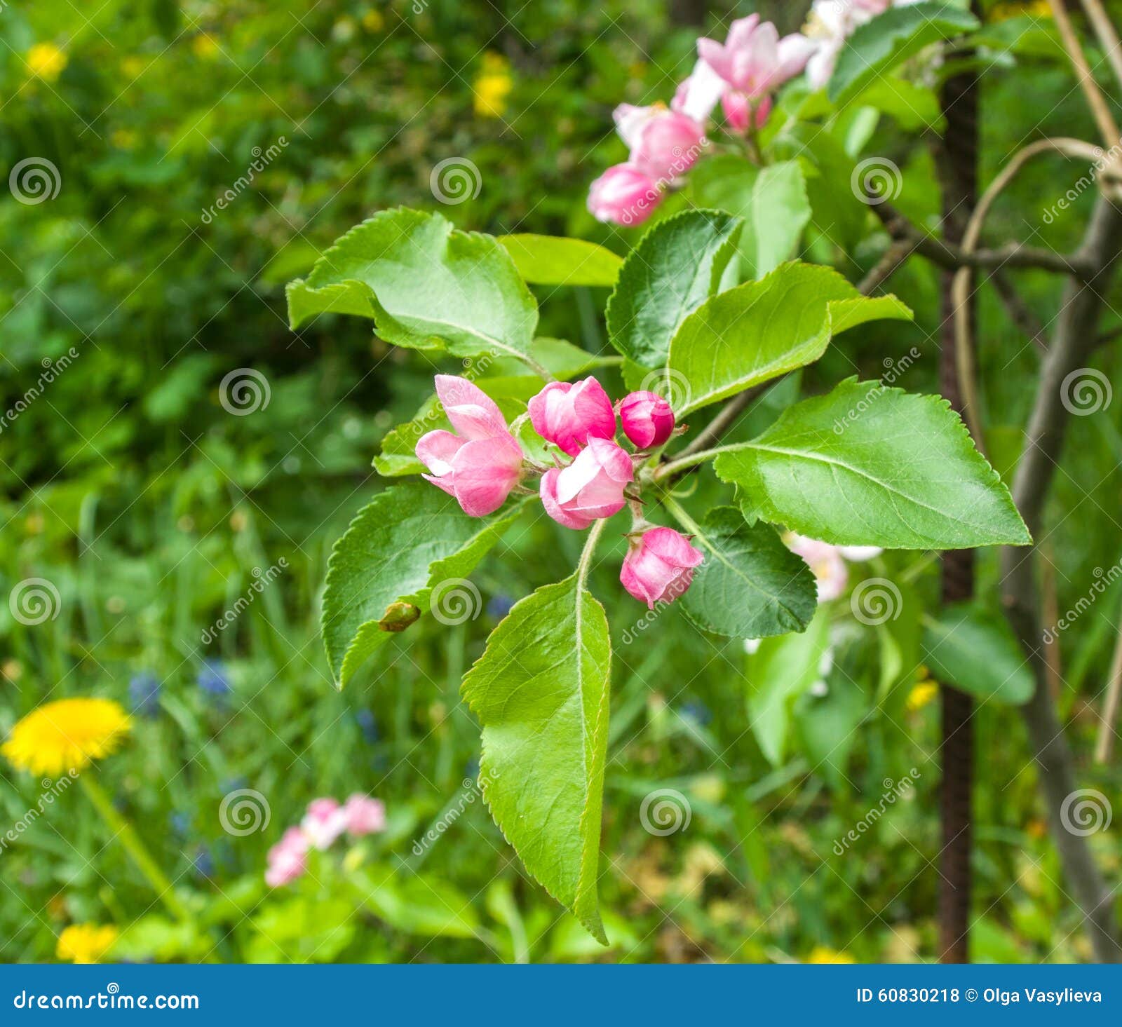 Apple tree in bloom stock photo. Image of west, wild - 60830218