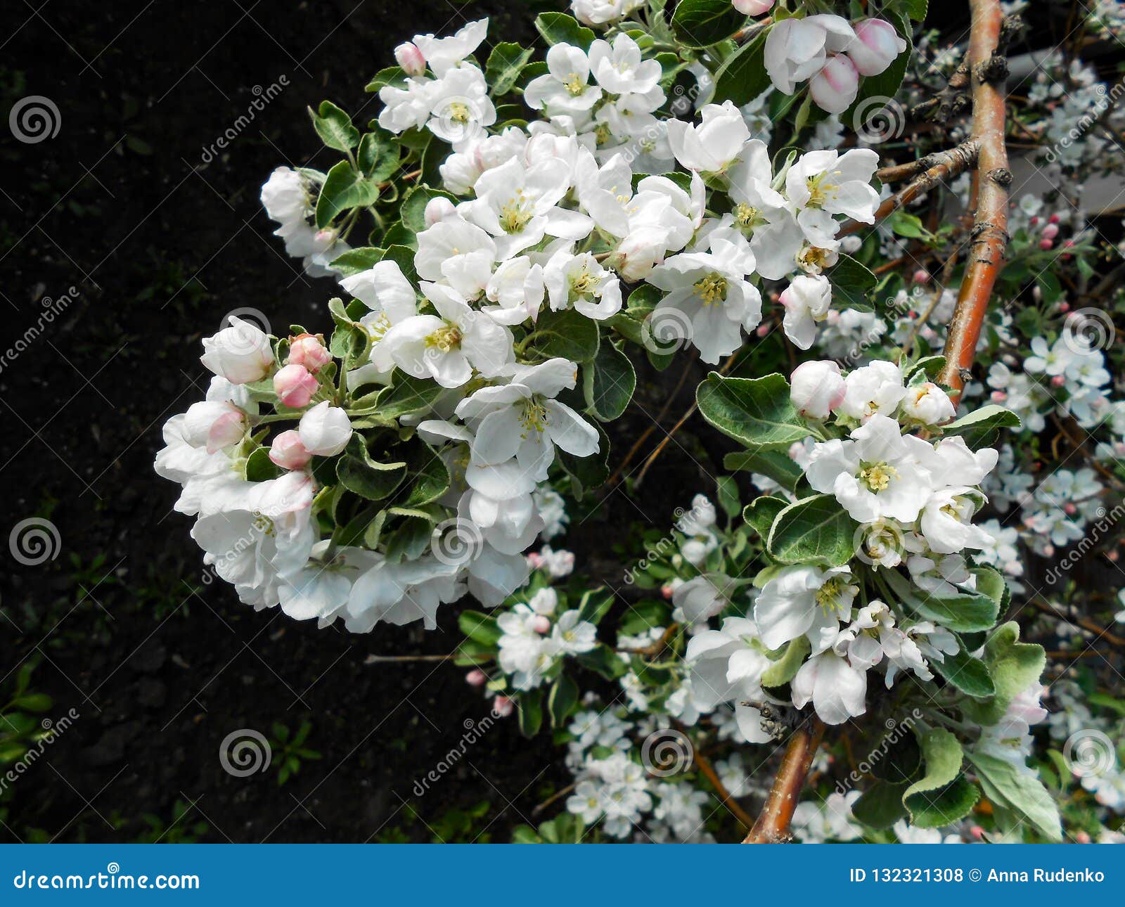 Apple Tree Bloom with Leaves Stock Photo - Image of bright, leaves ...