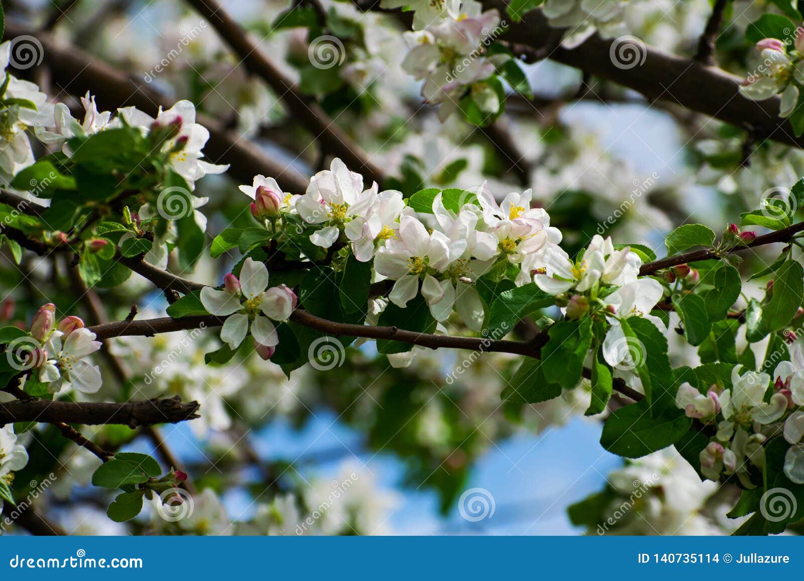 Apple Tree in Bloom. Apple Orchard,blooming Cherry Trees, Fruit Tree ...