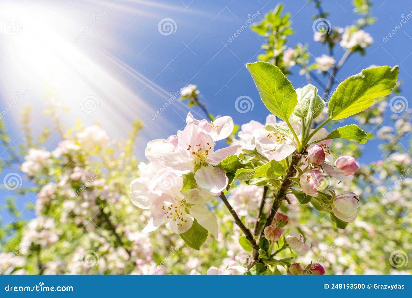 Apple Tree in Bloom with a Sunlight Stock Photo - Image of botany ...