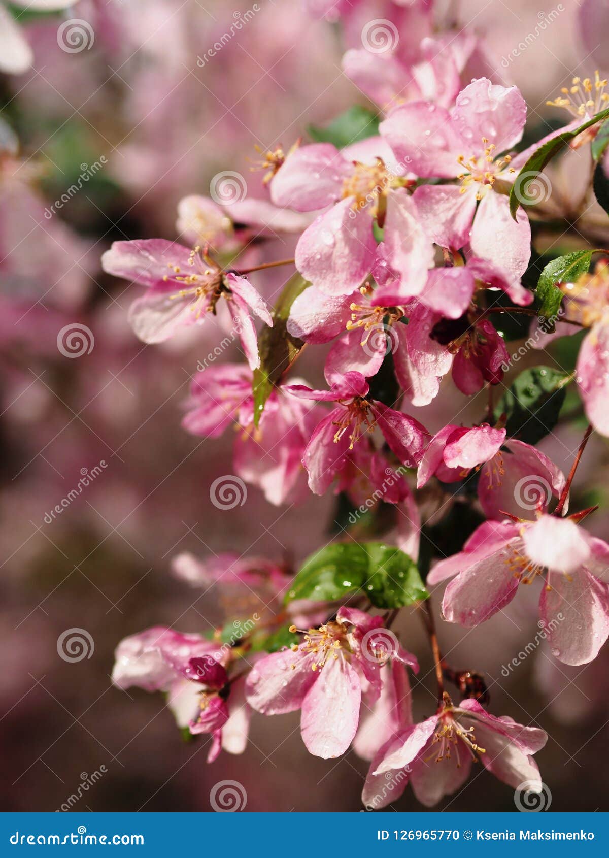 Apple tree in bloom stock photo. Image of spring, pionys - 126965770
