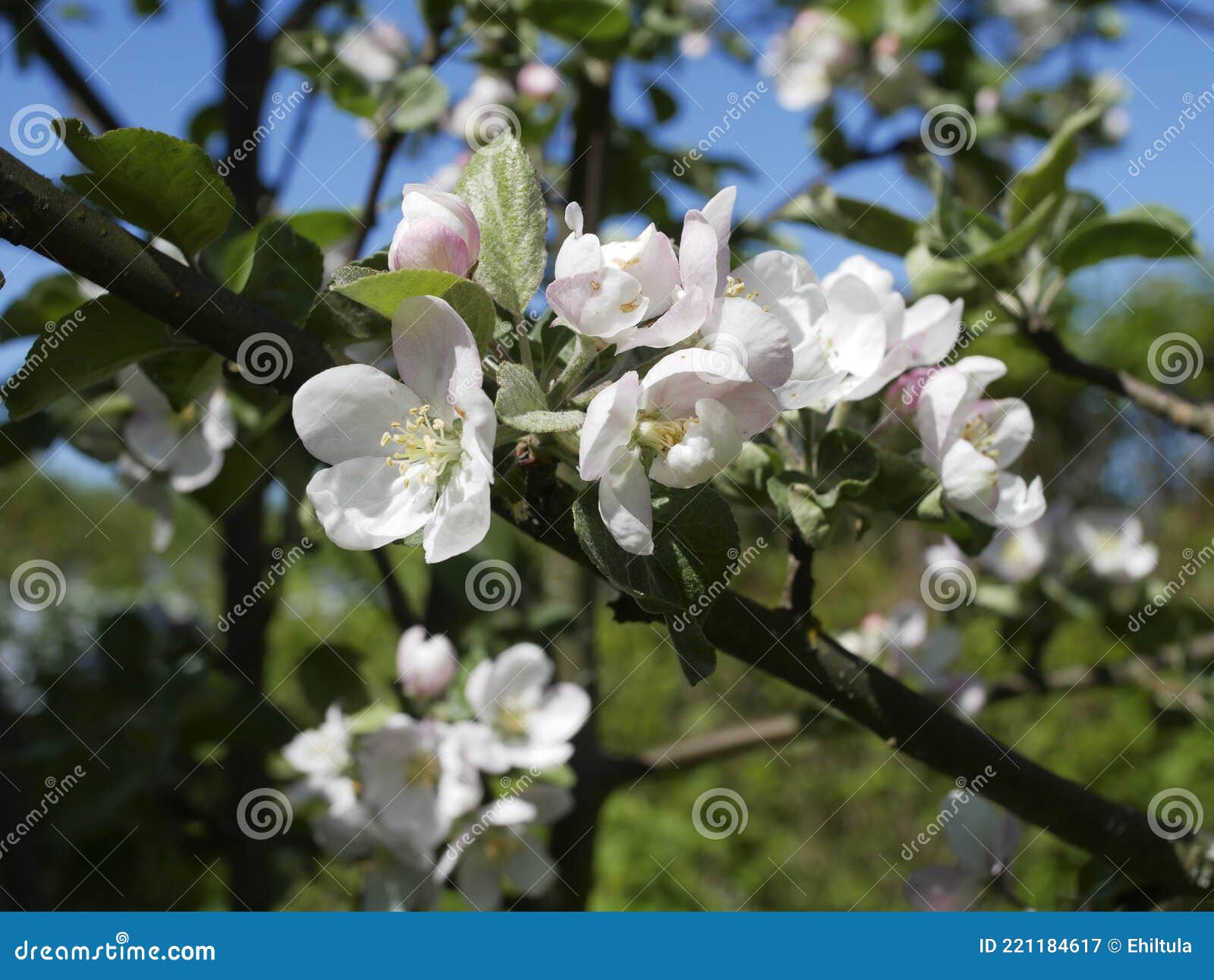 Apple tree blooming stock image. Image of flowers, beautiful - 221184617