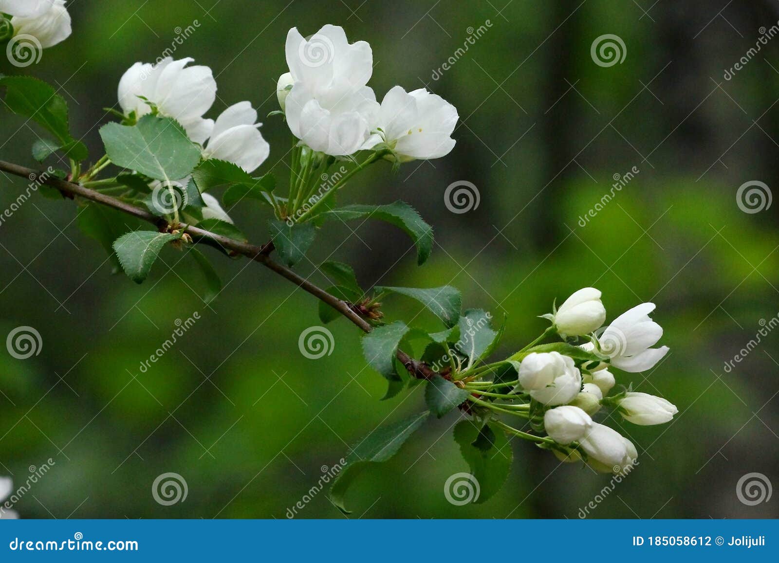 Apple tree blooming stock photo. Image of inflorescence - 185058612