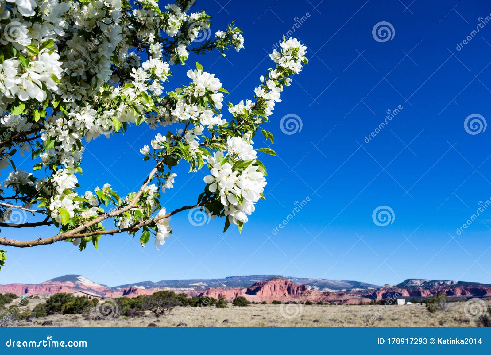 Apple Tree Blooming in Utah Desert Stock Image - Image of desert, copy ...