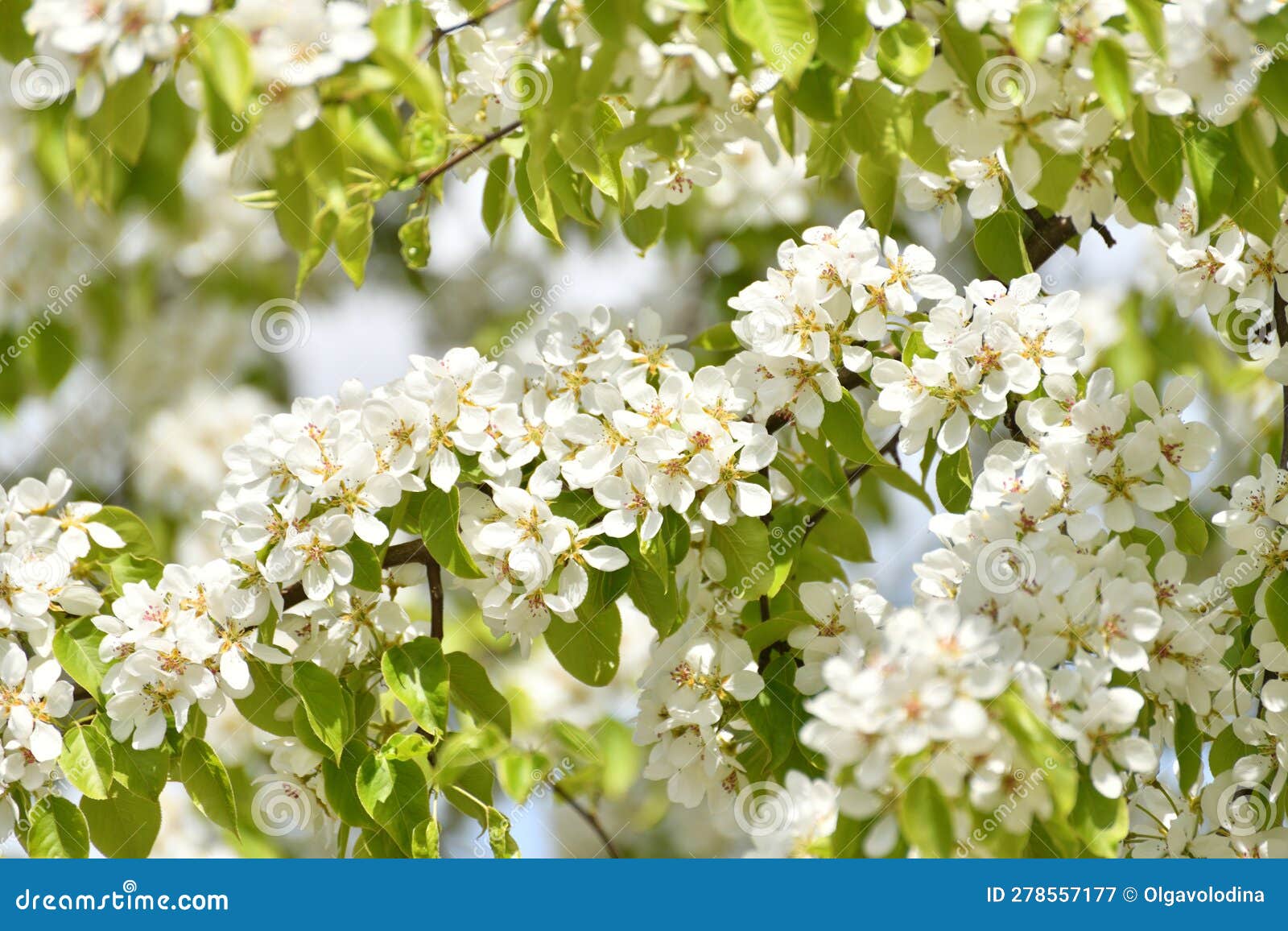 Apple Tree Blooms Profusely in the Spring Stock Image - Image of macro ...