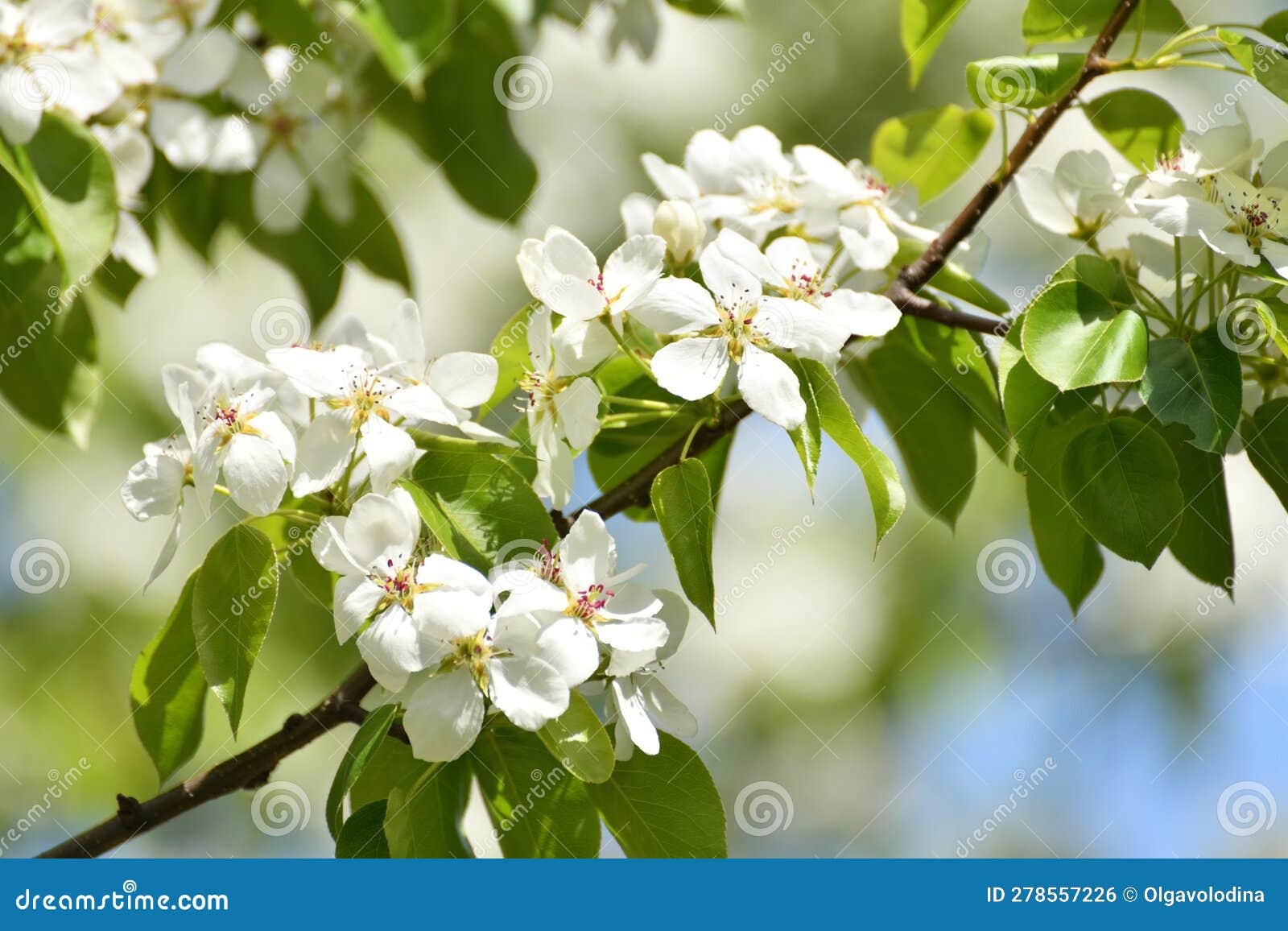 Apple Tree Blooms Profusely in the Spring Stock Photo - Image of flower ...