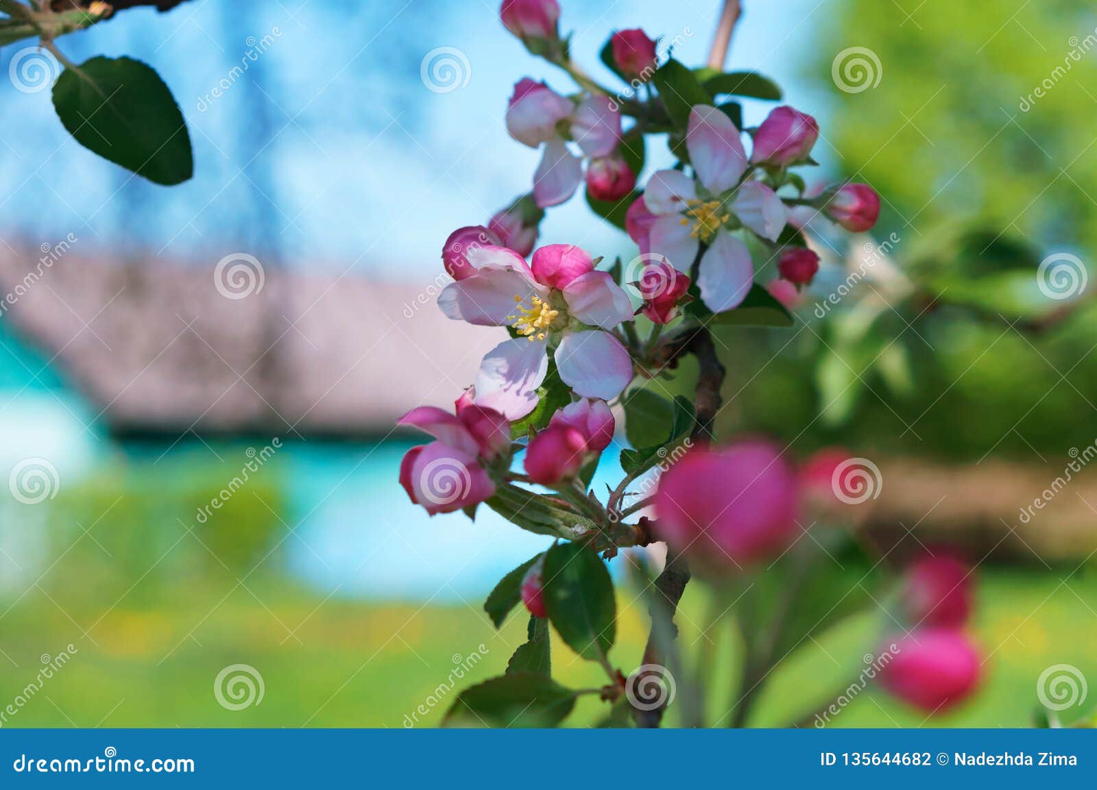 Apple Tree Blooms in Spring, Blooming Apple Tree Branch Stock Photo ...