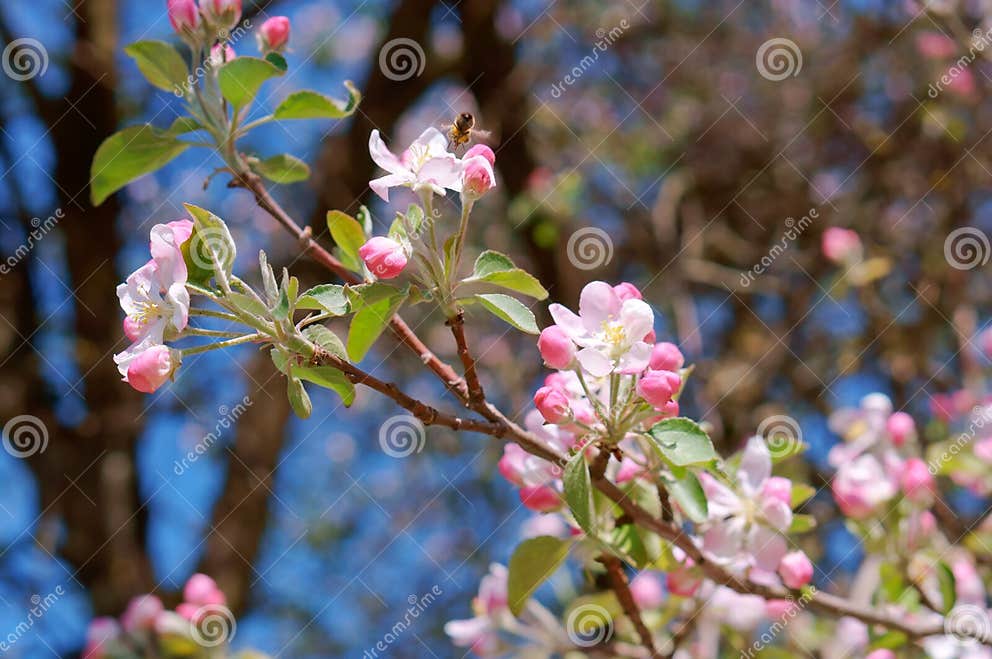 Apple Tree Blooms in Spring, Blooming Apple Tree Branch Stock Image ...
