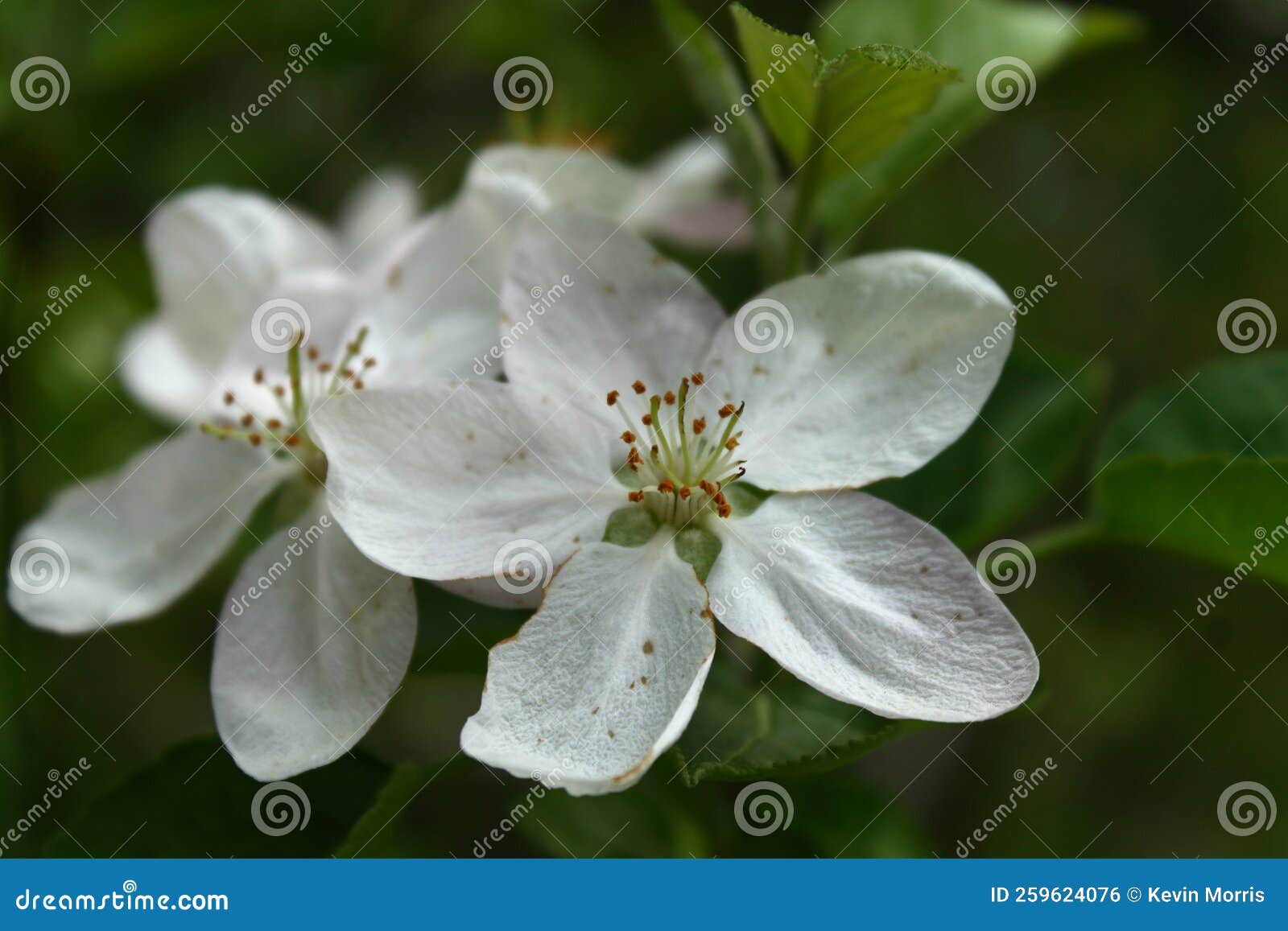 Apple Tree Blooms in the Spring with Green Leaves Stock Photo - Image ...