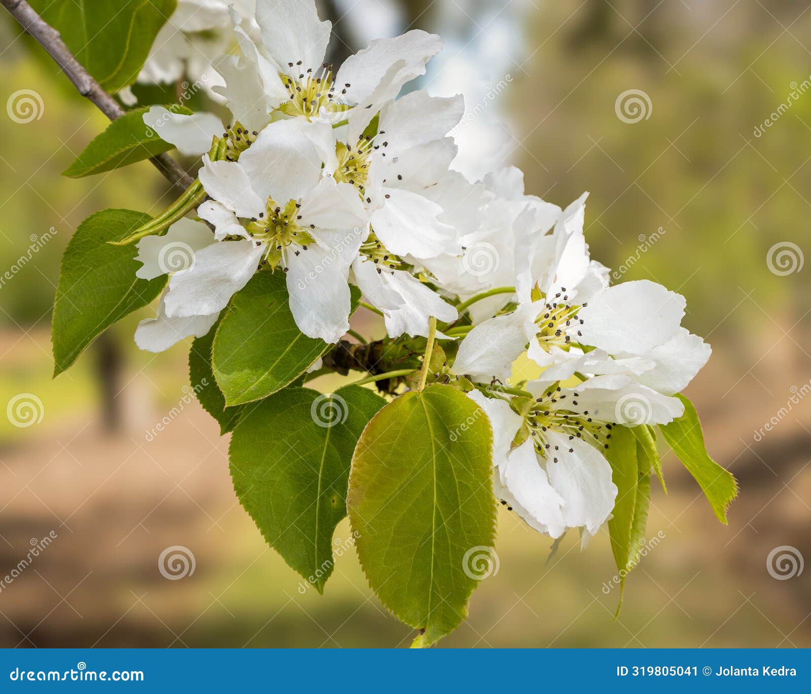 Apple Tree Blooms in the Spring Stock Image - Image of background ...