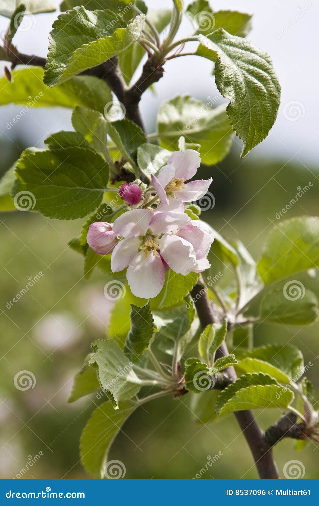 Apple tree blossom stock photo. Image of flower, countries - 8537096