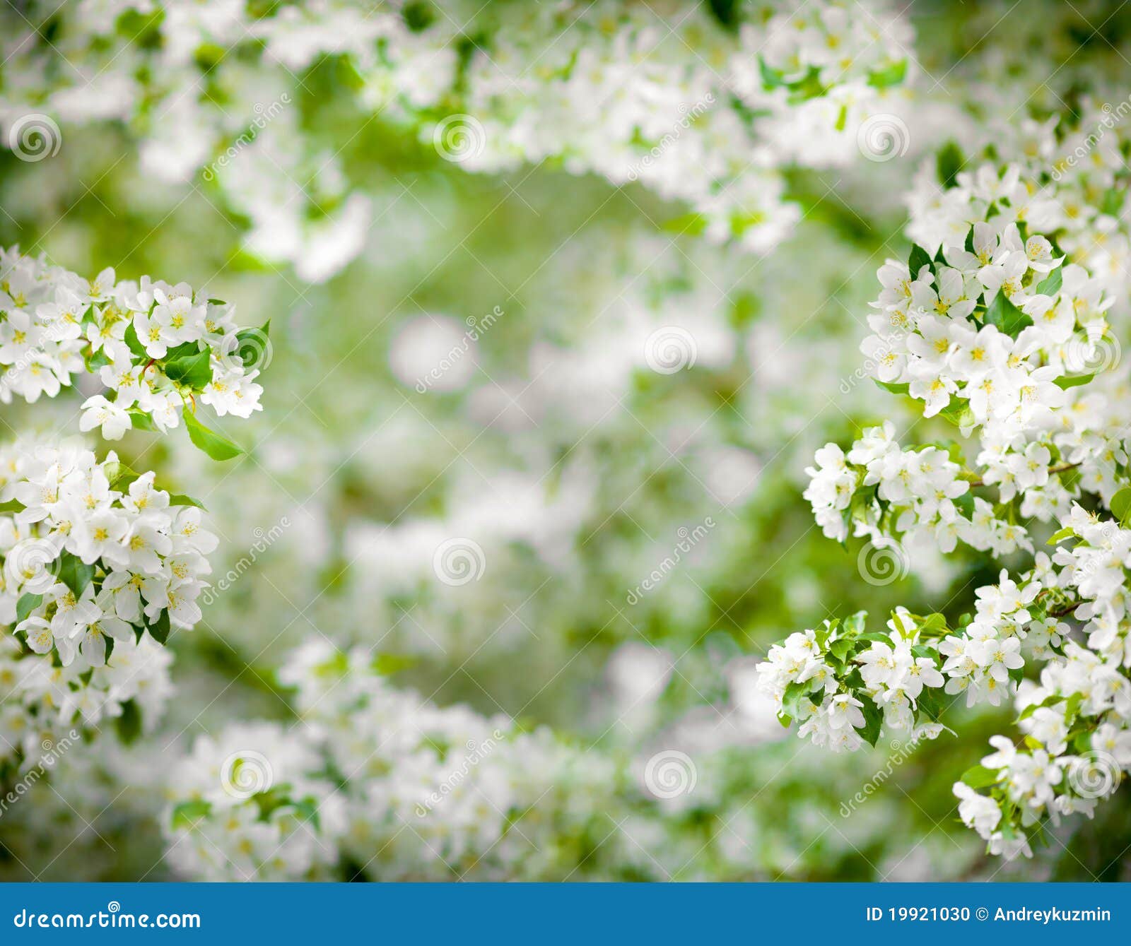 Apple Tree Blossom Frame Very High Resolution Stock Photo - Image of ...