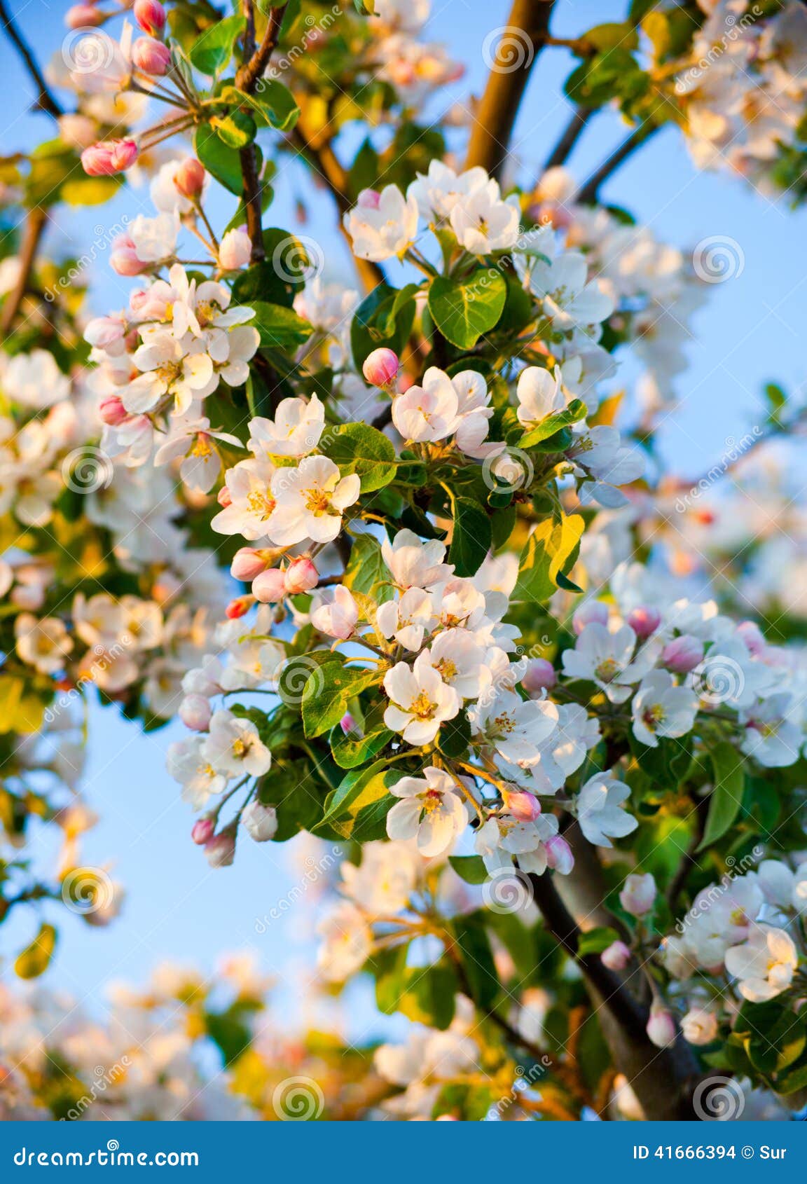 Apple tree blossom stock photo. Image of white, detail - 41666394