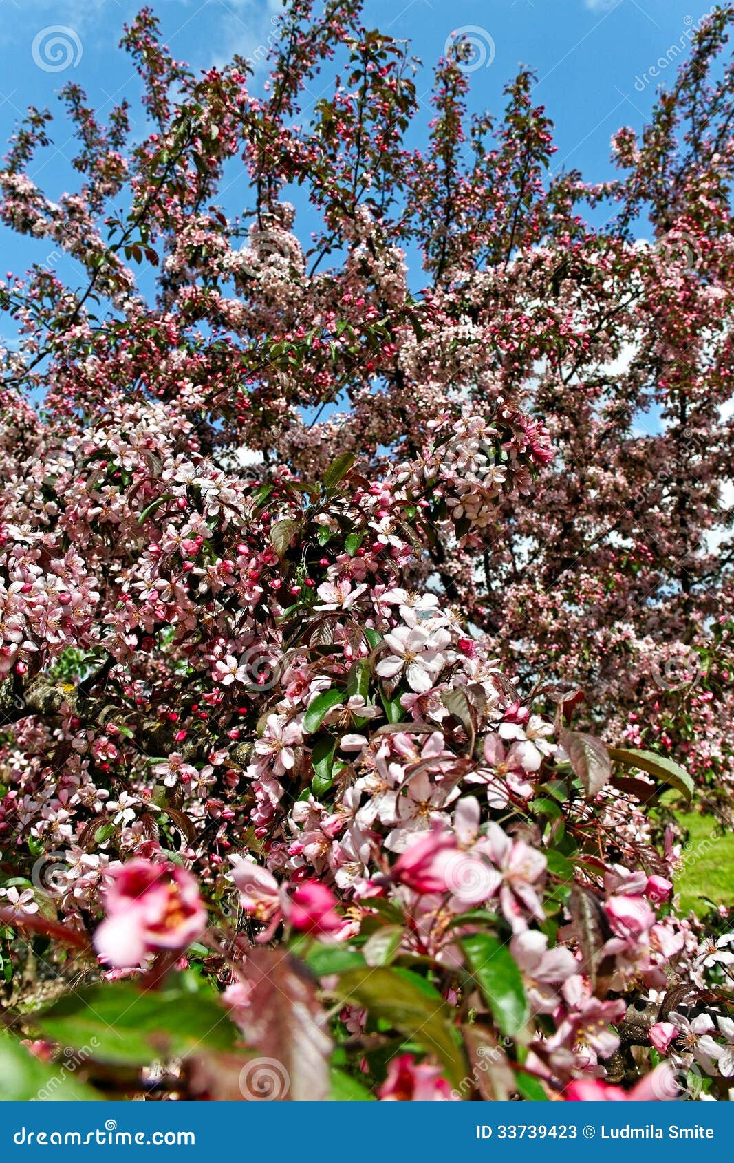 Apple tree blossom. stock image. Image of blooming, outdoor - 33739423