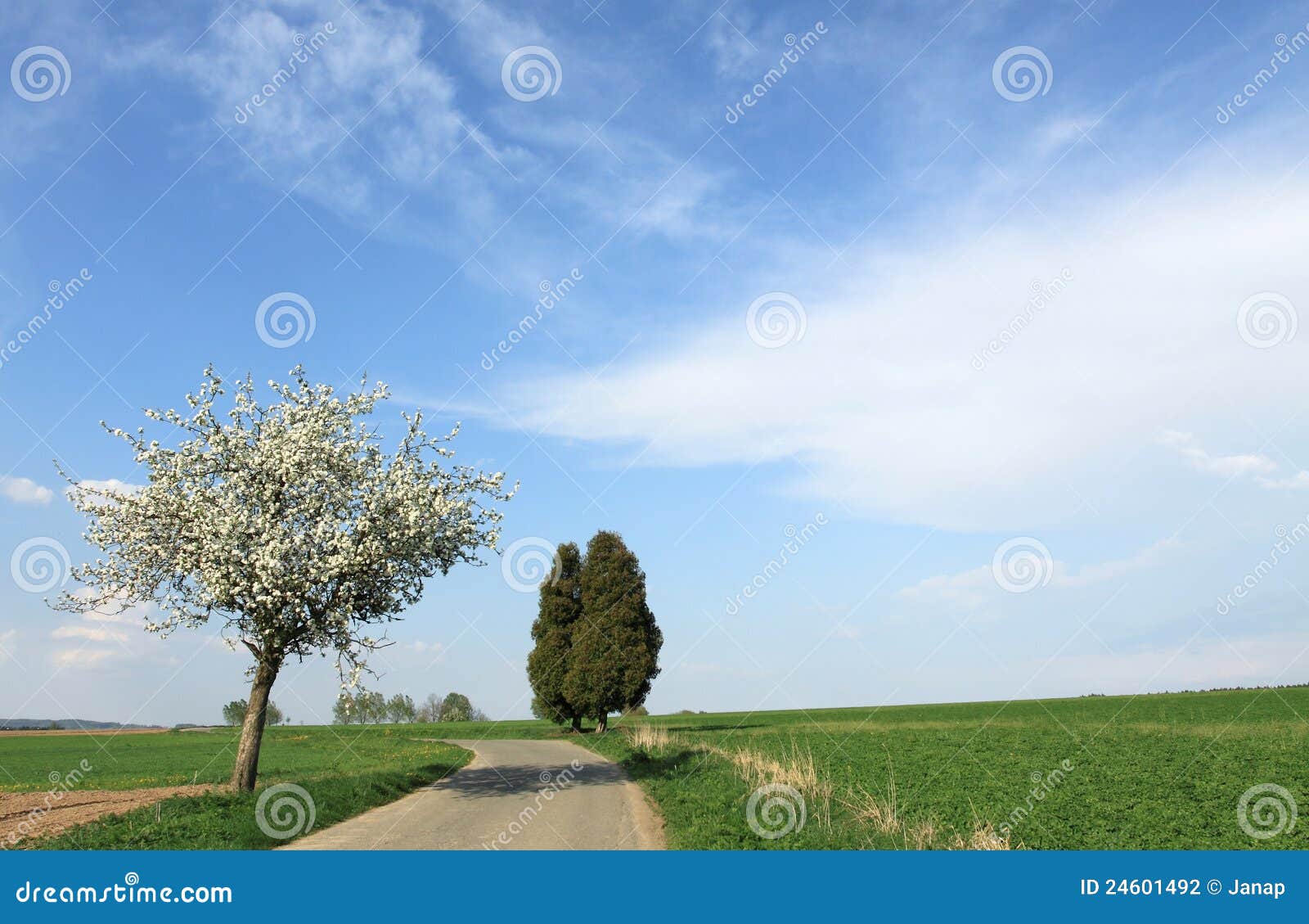 Apple Tree Blossom by the Road Stock Photo - Image of flower, blue ...