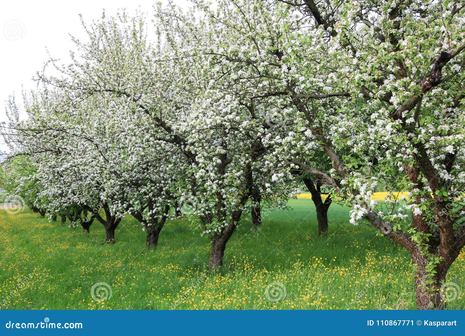 Apple Tree Blossom in Rural Surrounding Stock Image - Image of spring ...
