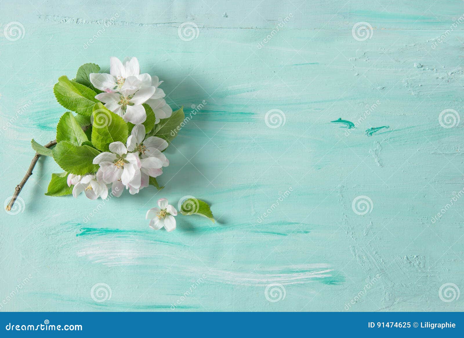 Apple Tree Blossom Spring Flowers Turquoise Background Stock Image ...
