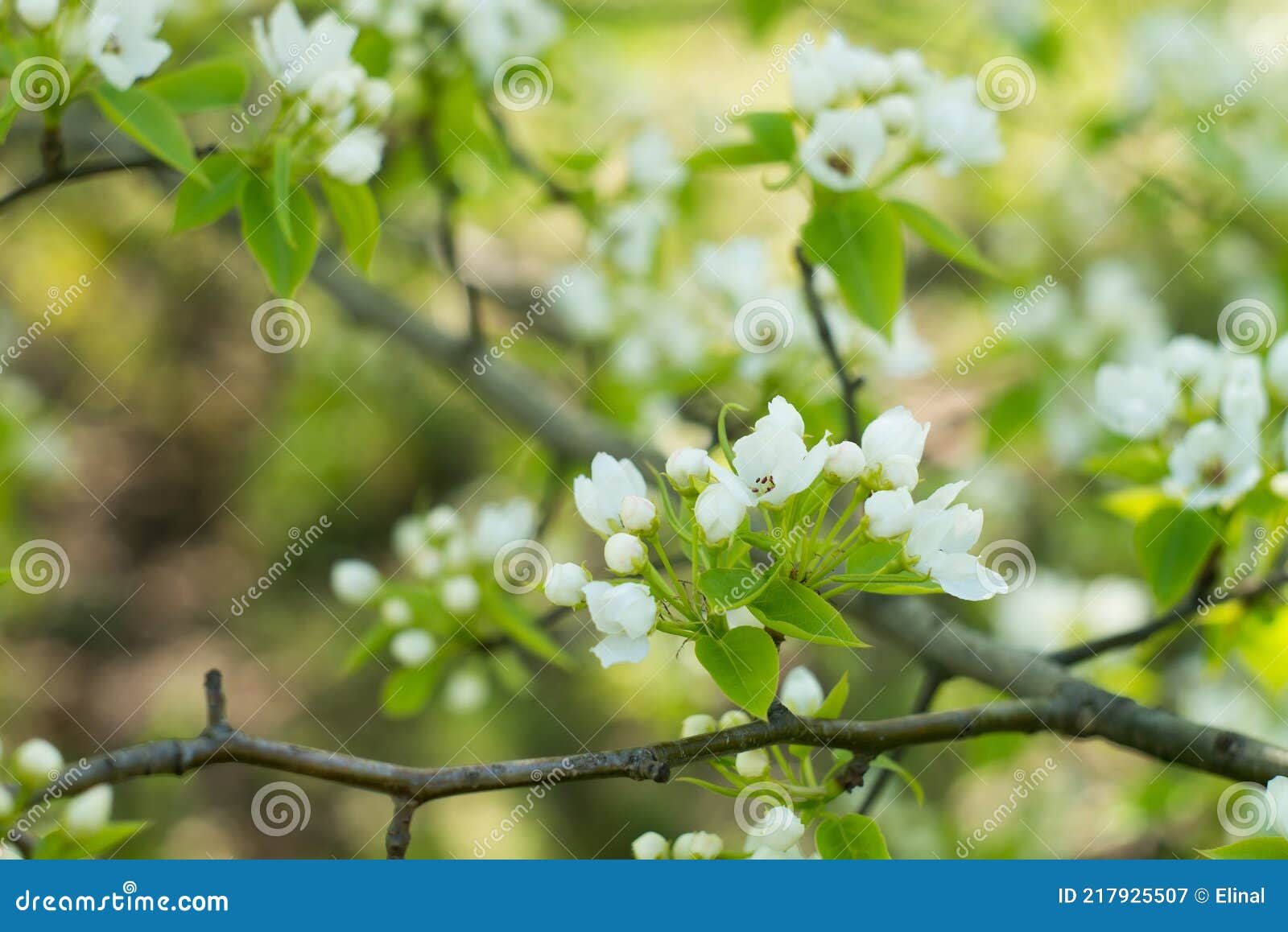 Apple Tree Blossom. Springtime Nature, Park Stock Image - Image of ...