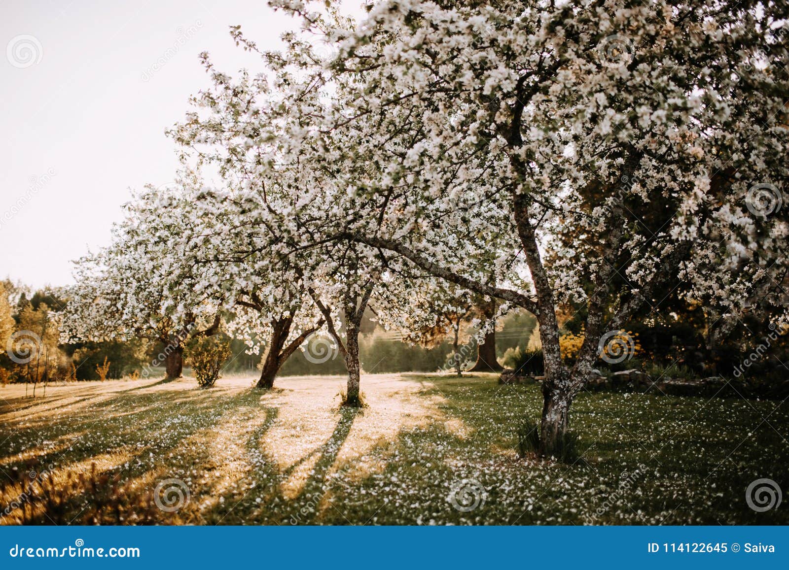 Apple Tree Blossom in Sunset Stock Image - Image of branch, agriculture ...