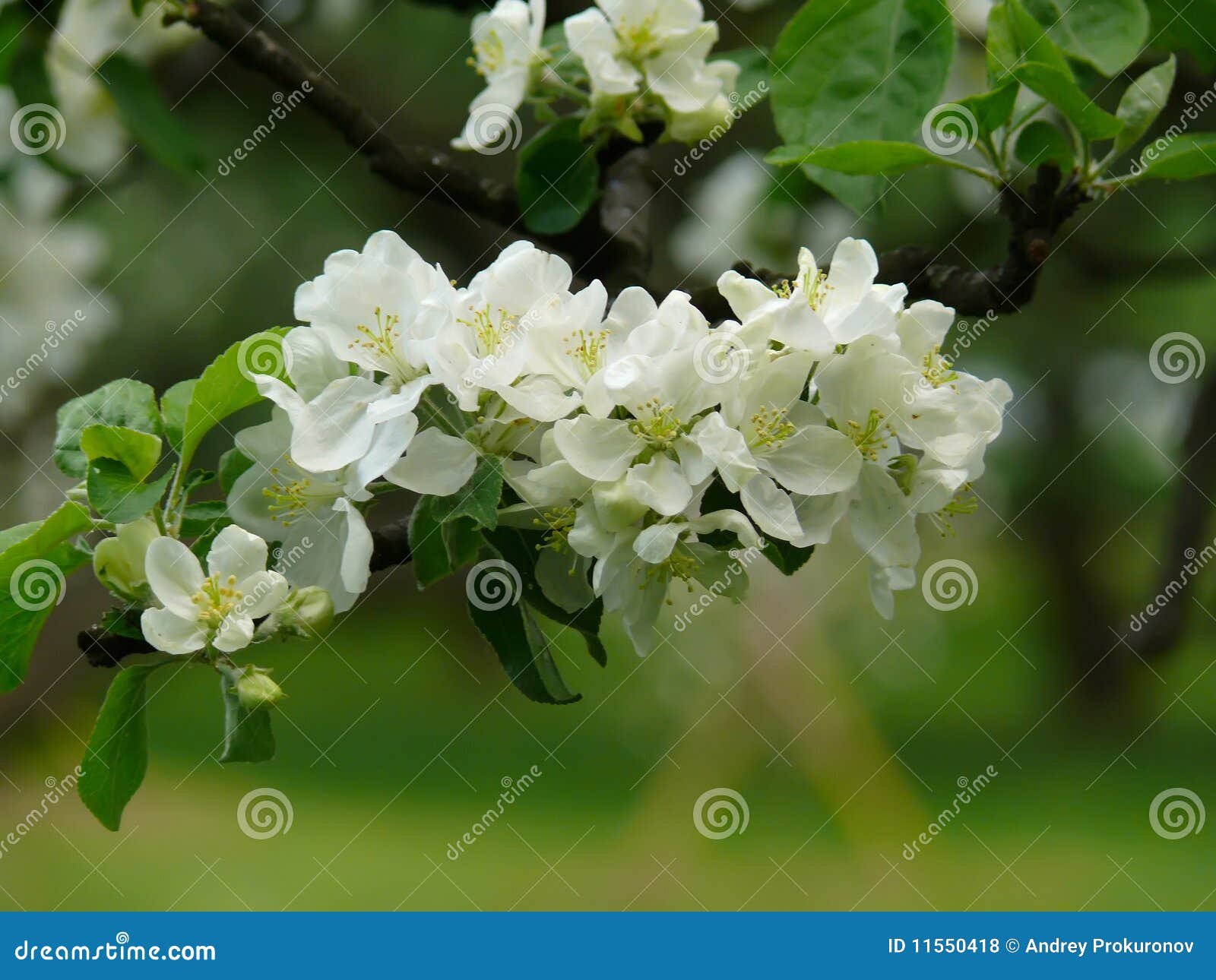 Apple-tree. Blossoming. Flower. Stock Photo - Image of close, botany ...
