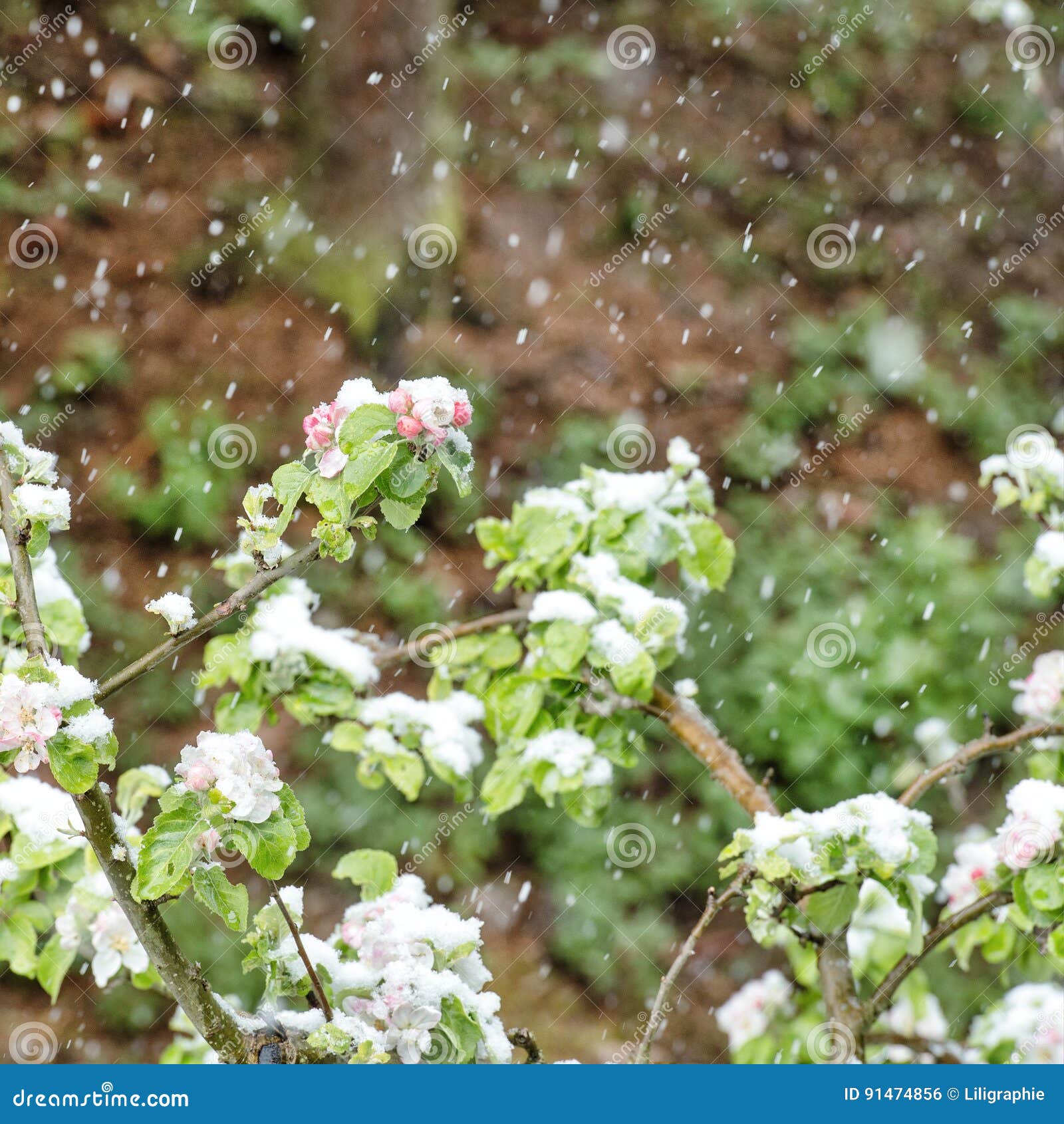Apple Tree Blossoms in Snow Snowfall Spring Stock Photo - Image of ...