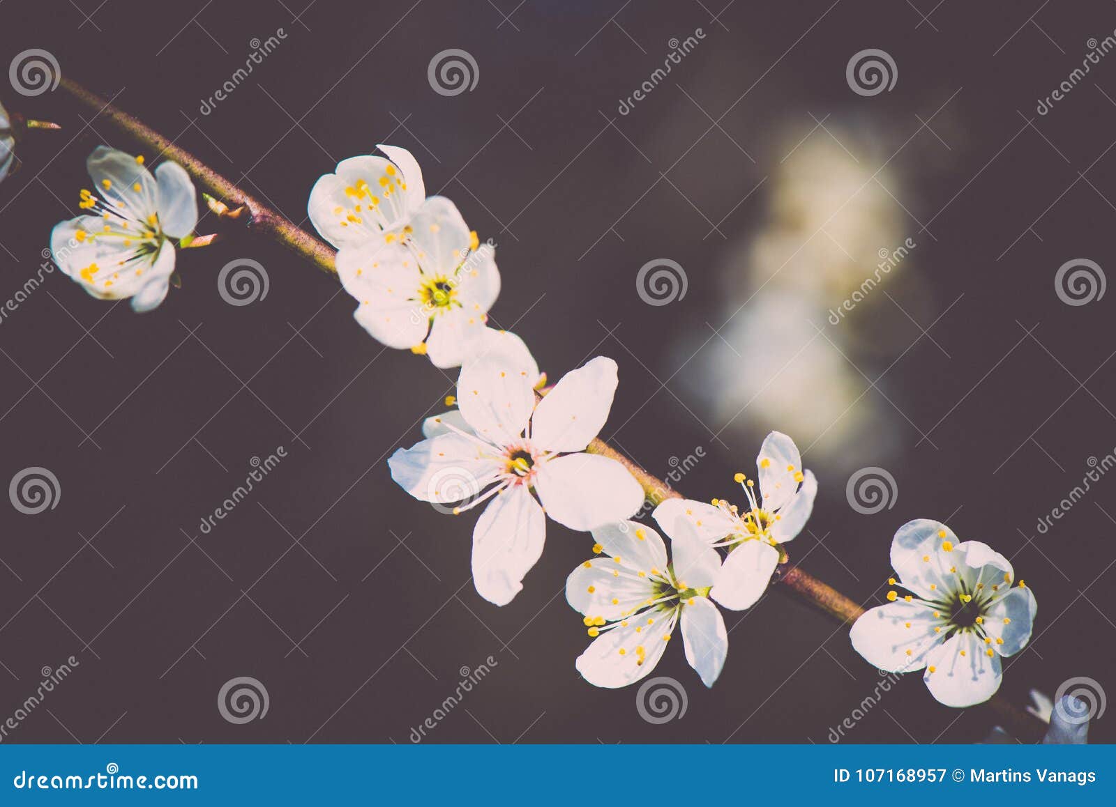 Apple Tree Blossoms in the Spring - Retro Vintage Look Stock Image ...