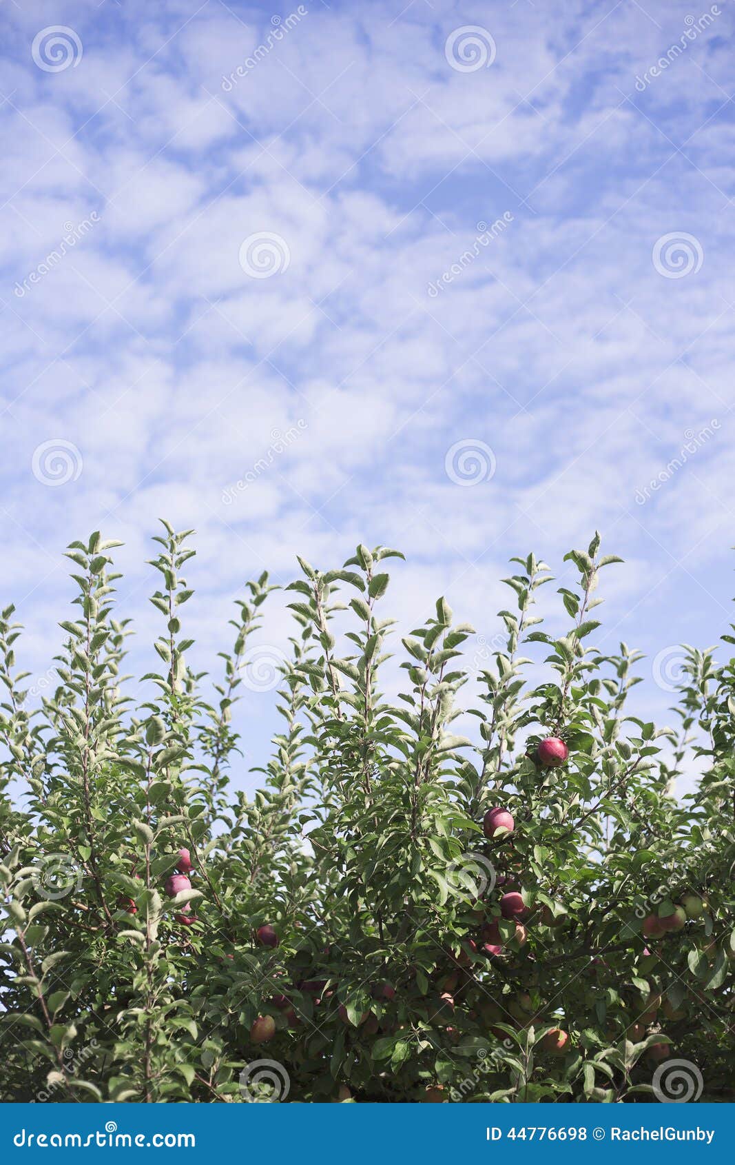 Apple Tree and Blue Sky Background Stock Photo - Image of apples ...