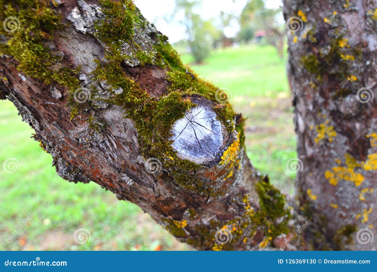 Apple-tree bole stock photo. Image of fruit, bole, crack - 126369130