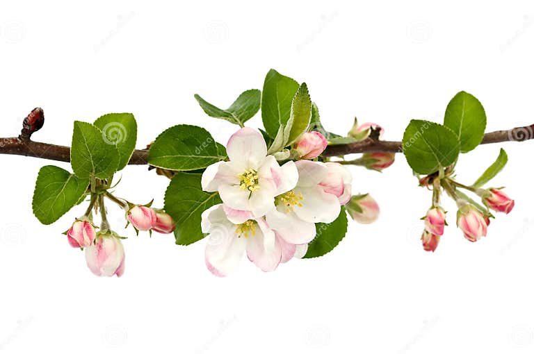 Apple-tree branch. stock photo. Image of bright, fragility - 13424514