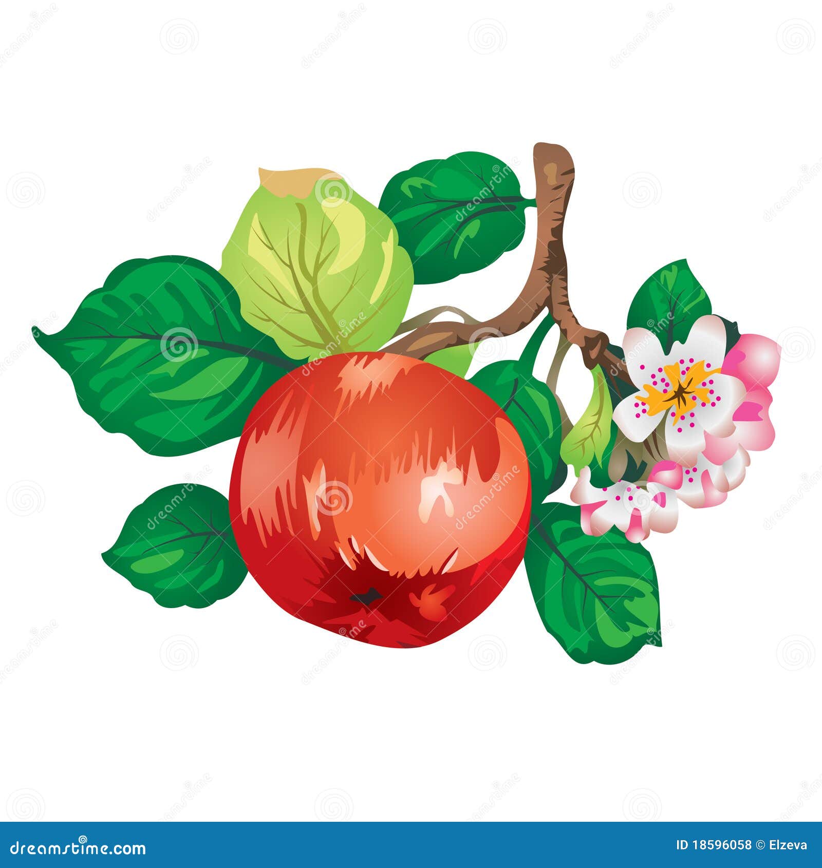 Apple-tree branch stock vector. Illustration of florescence - 18596058