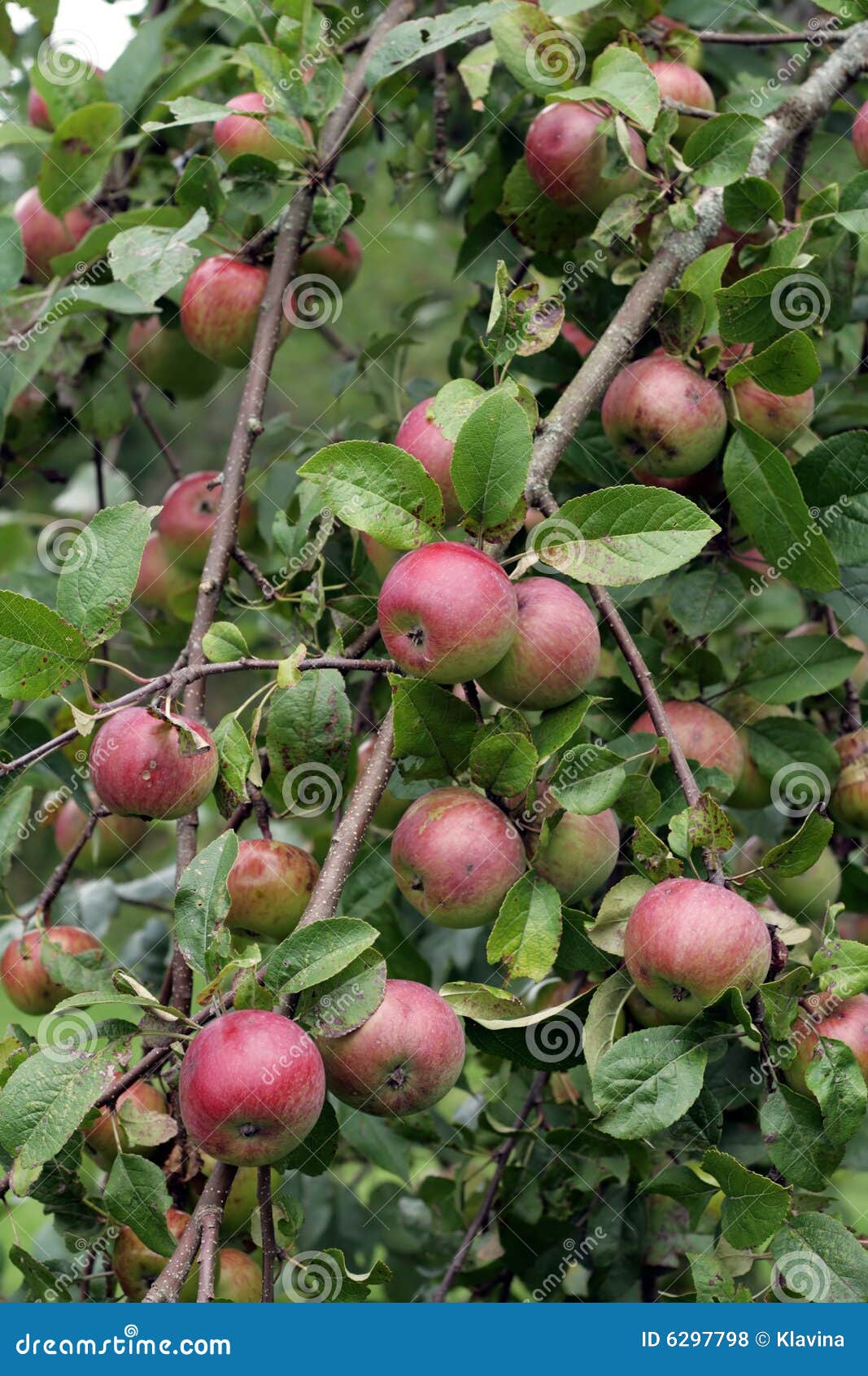 Apple tree branch stock photo. Image of orchard, branch - 6297798