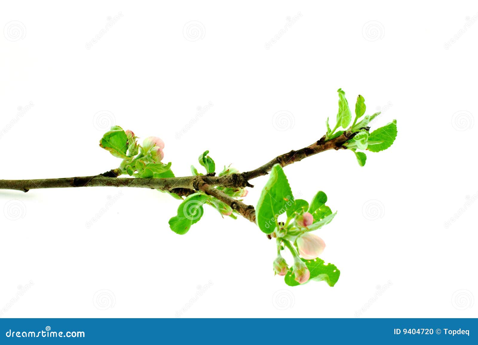 Apple tree branch stock photo. Image of season, beauty - 9404720