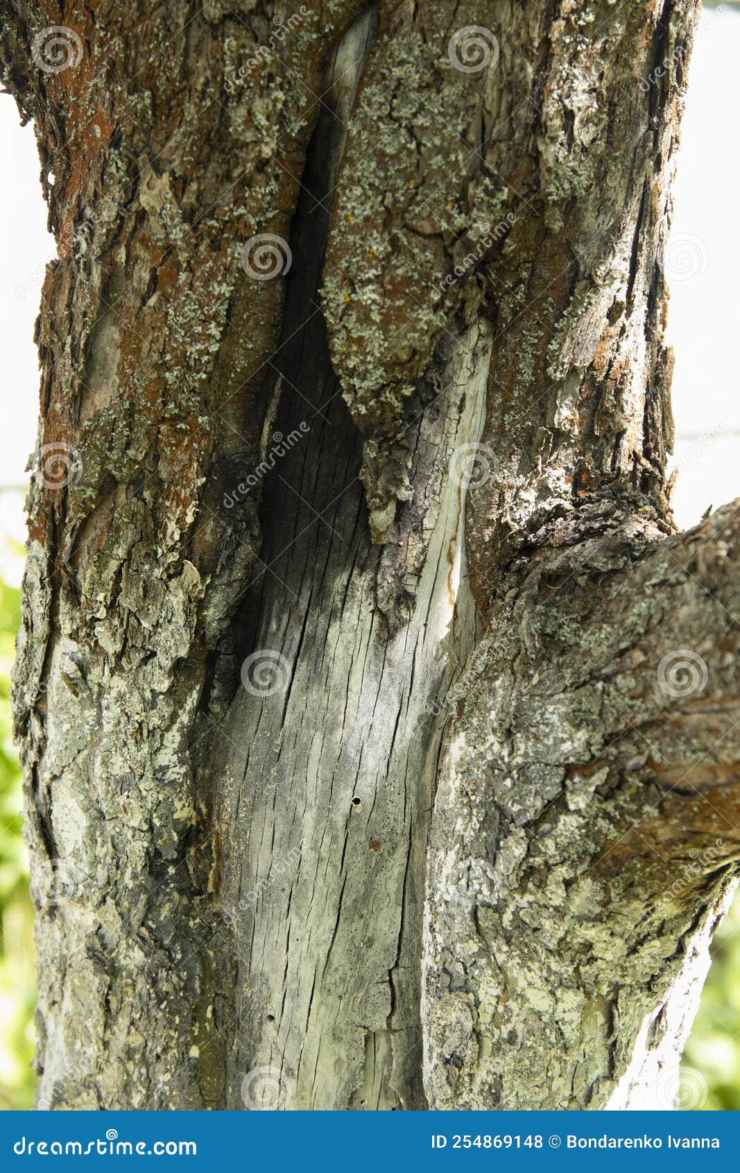 An Apple Tree Branch Affected by the Disease Stock Photo - Image of ...