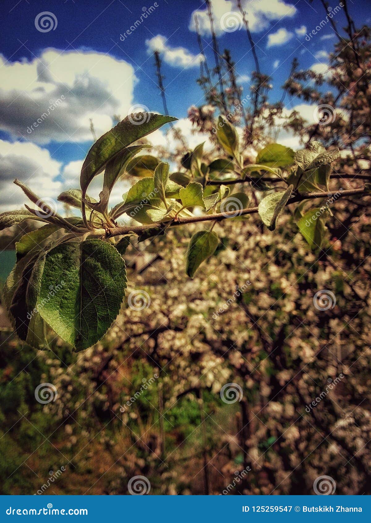 An apple-tree branch stock image. Image of appletree - 125259547