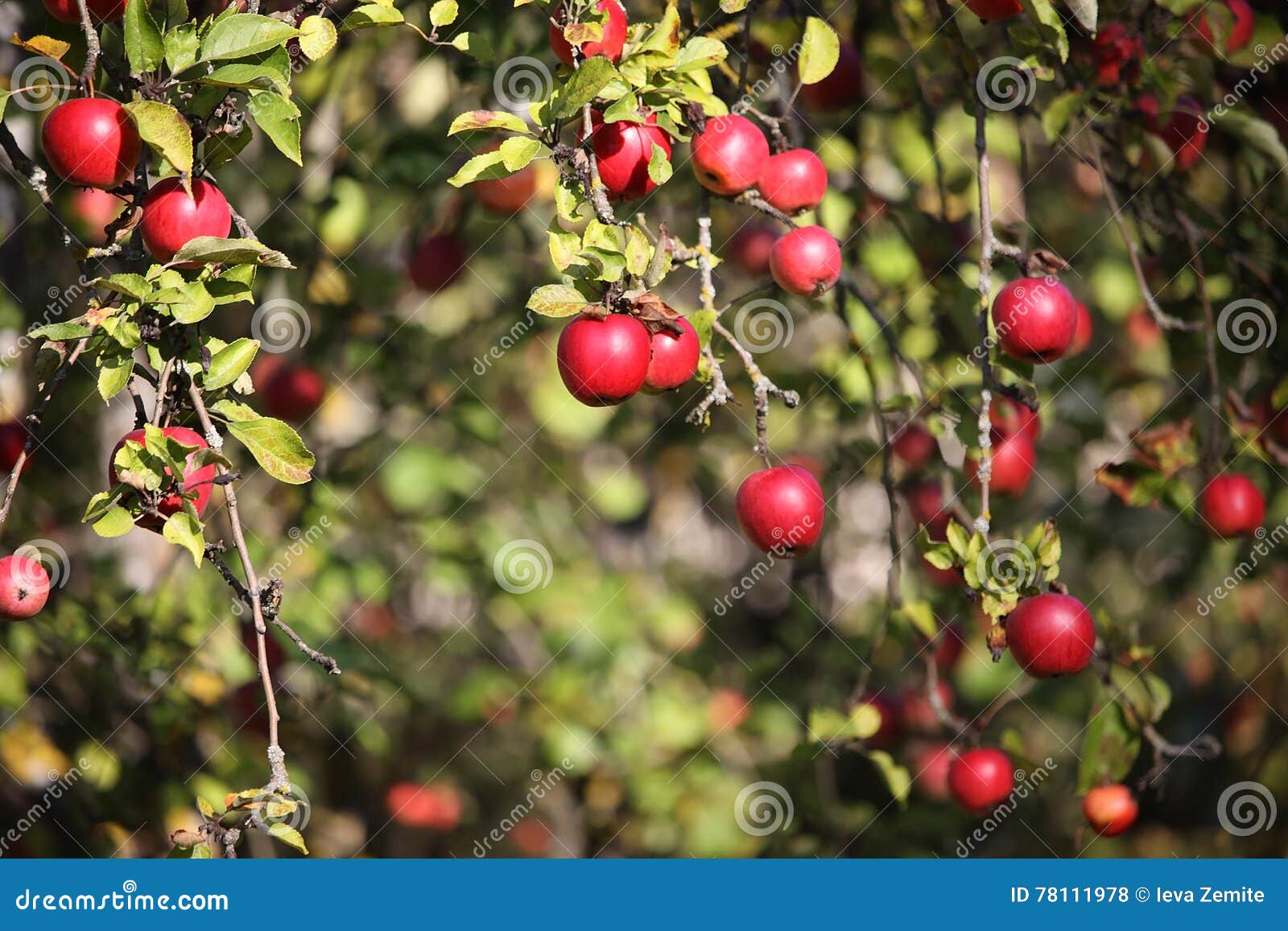 Apple Tree Branch with Apples Stock Photo - Image of orchard, light ...