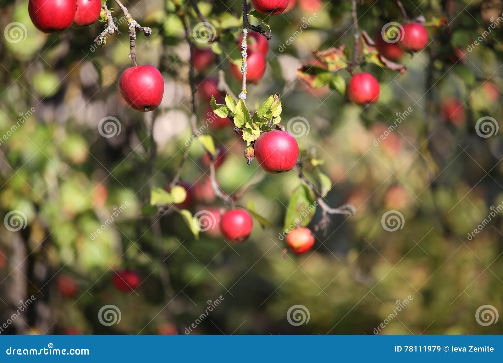 Apple Tree Branch with Apples Stock Image - Image of dreamstime ...