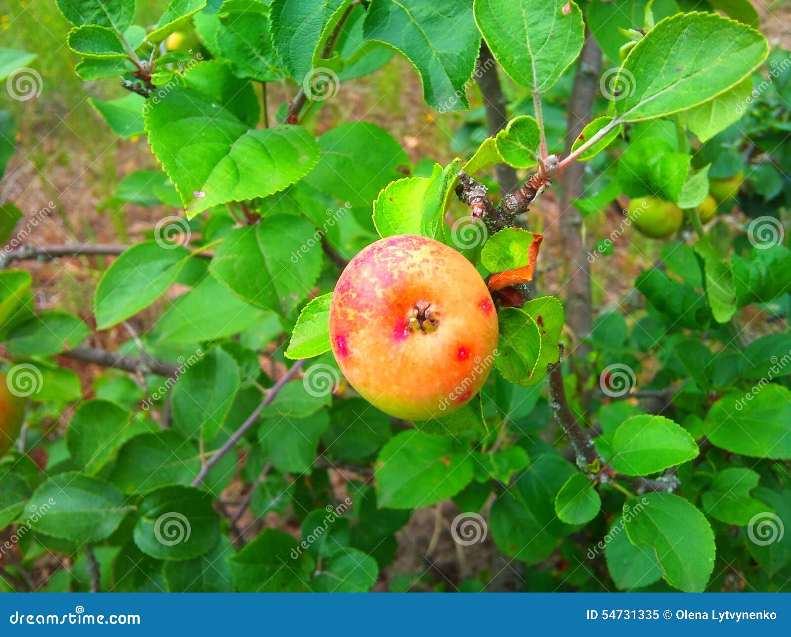 Apple on a tree branch. stock image. Image of leaf, garth - 54731335