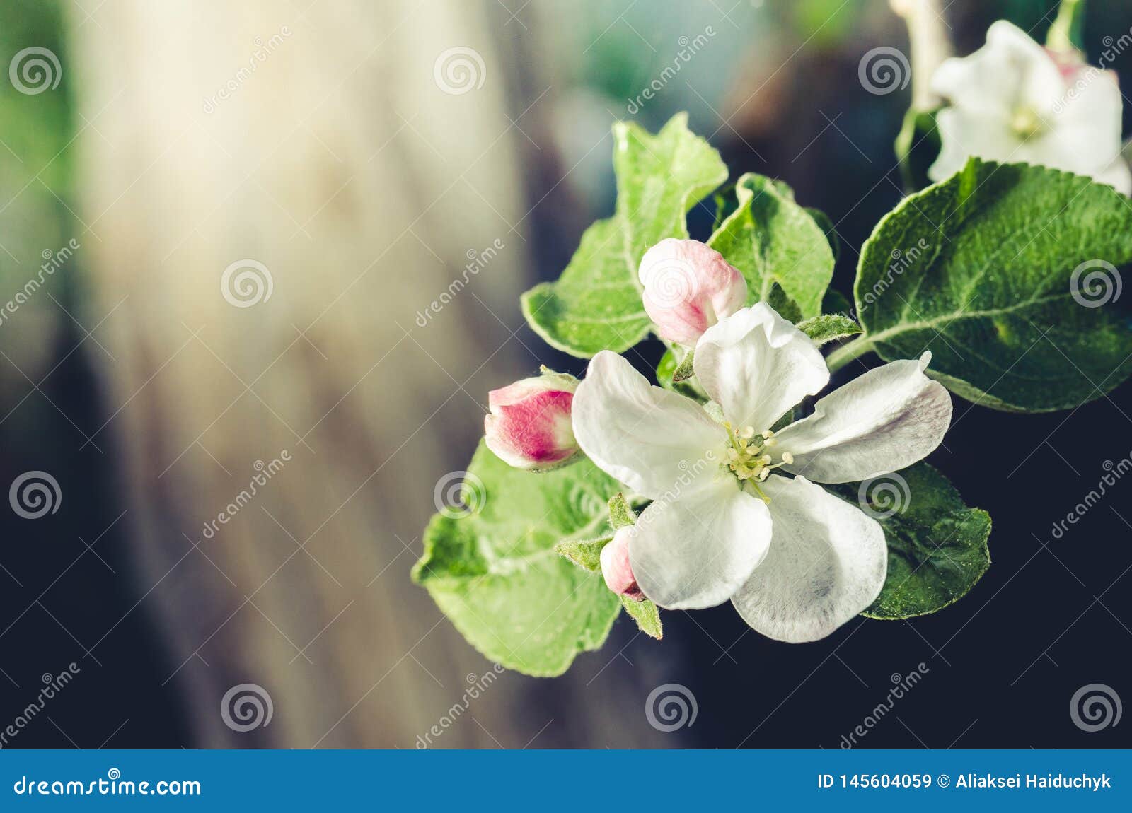 Apple Tree Branch in Bloom/Spring Flowers. Beautiful Orchard. Spring ...