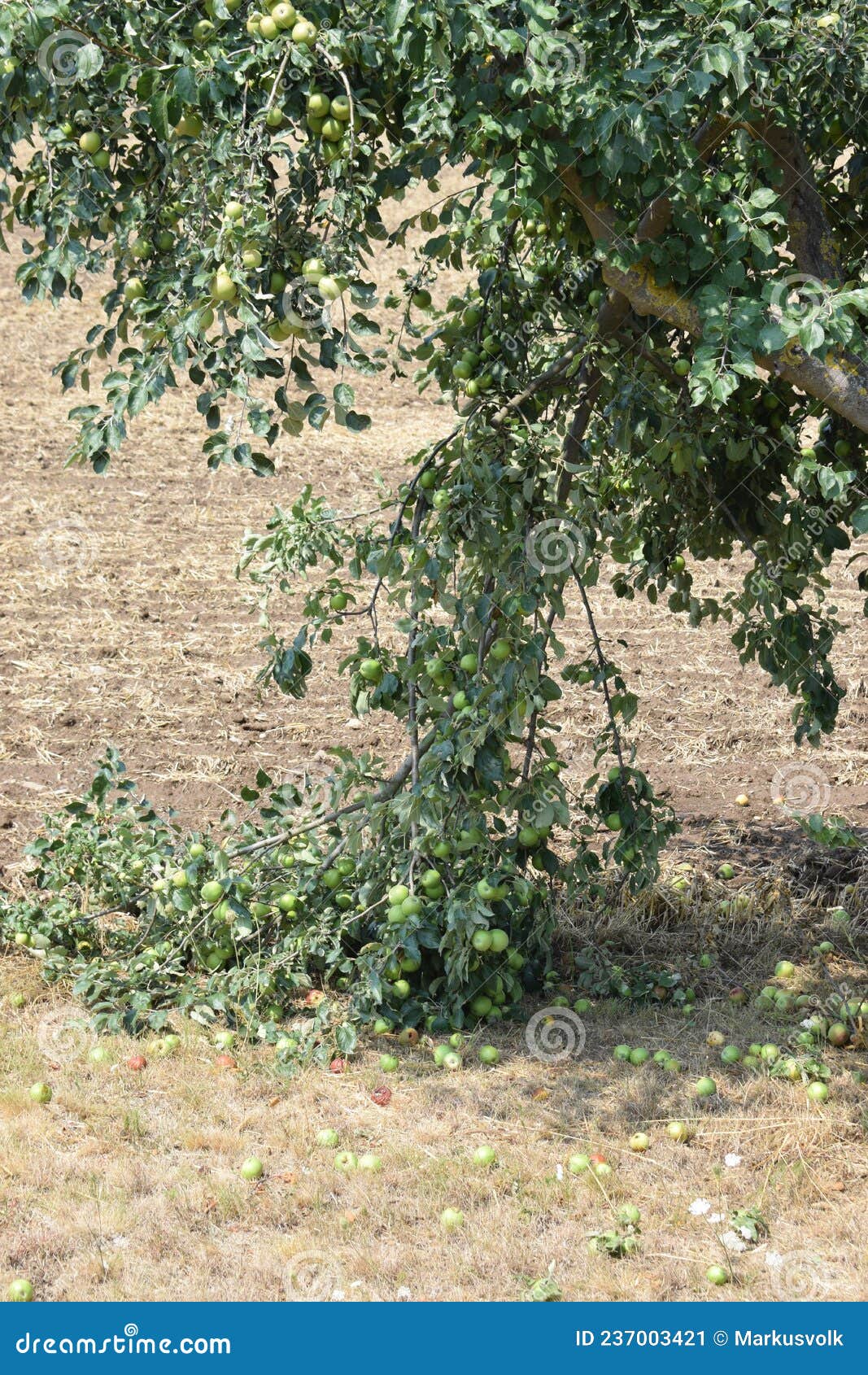 Apple Tree Branch Broken Off from Fruit Weight Stock Image - Image of ...