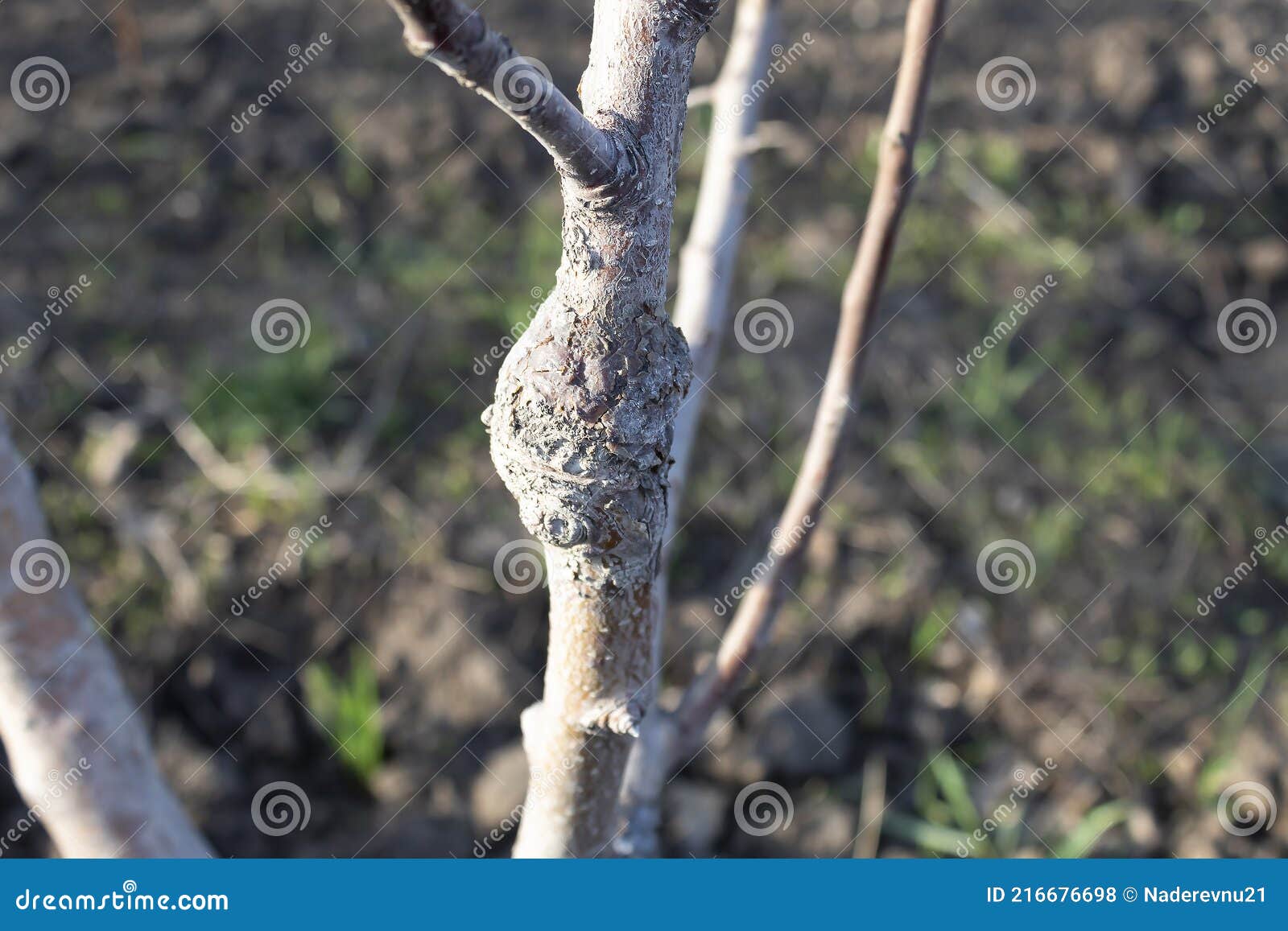 Callus Has Formed at the Site of Inoculation Stock Photo - Image of ...
