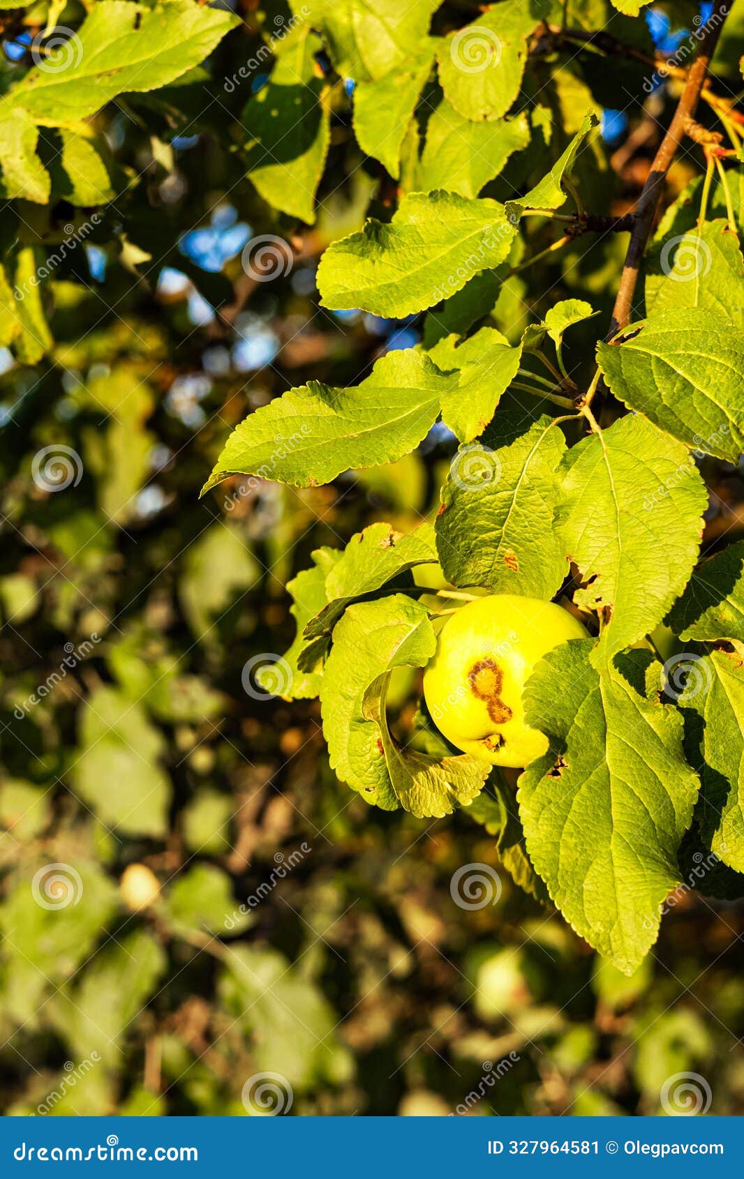 Apple on a Tree Branch Damaged by Scab, Vertical Photo Stock Image ...