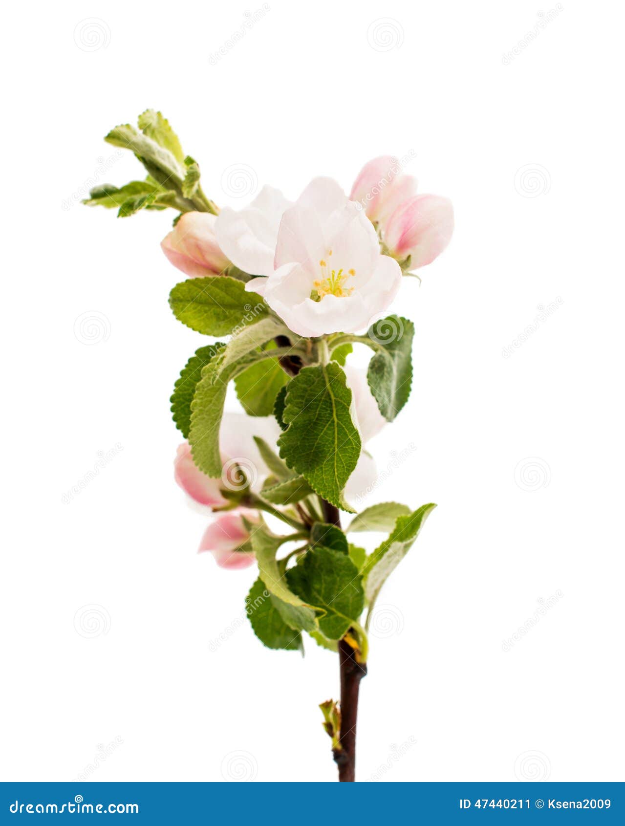 Apple Tree Branch with Flowers Stock Image - Image of branch, japanese ...