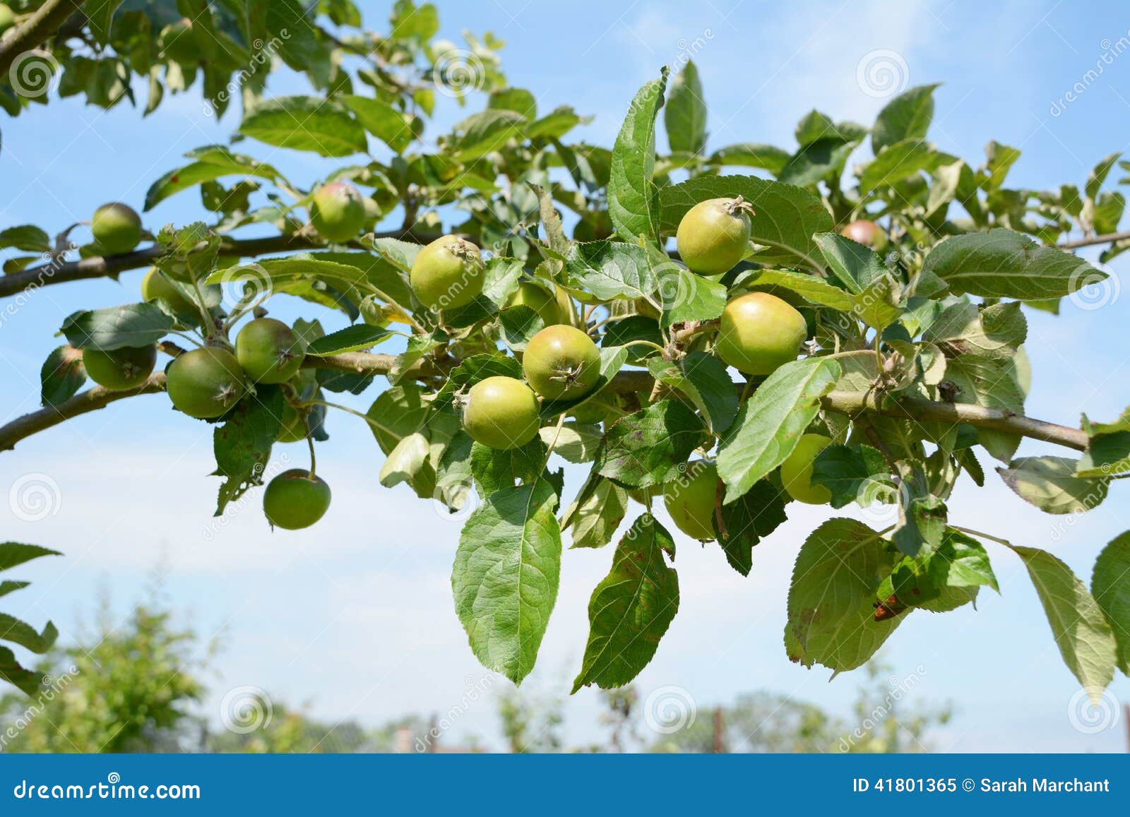 Apple Tree Branch with Fruit Stock Image - Image of orchard, tree: 41801365