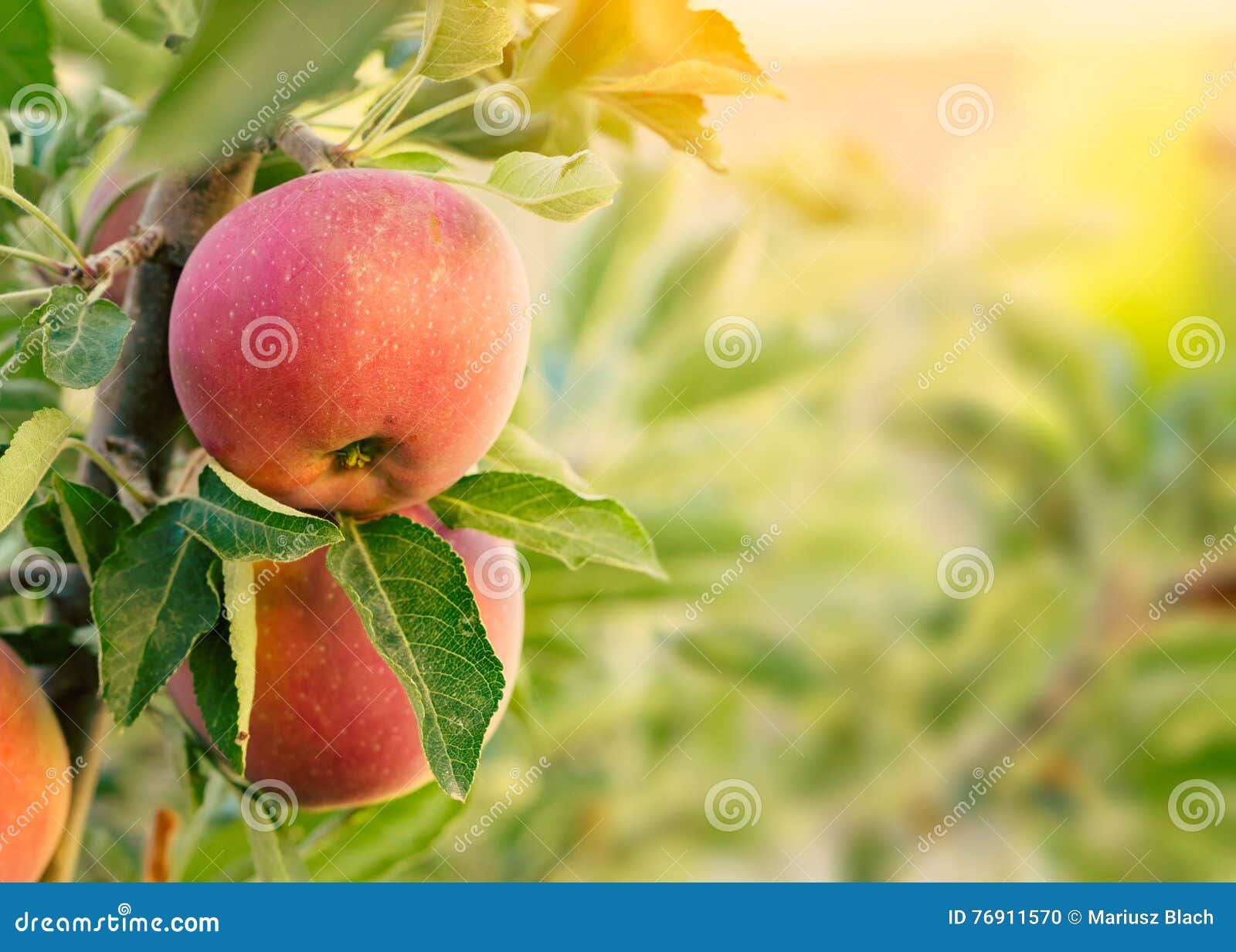 Apple Tree Wood Grain Texture Royalty-Free Stock Image | CartoonDealer ...