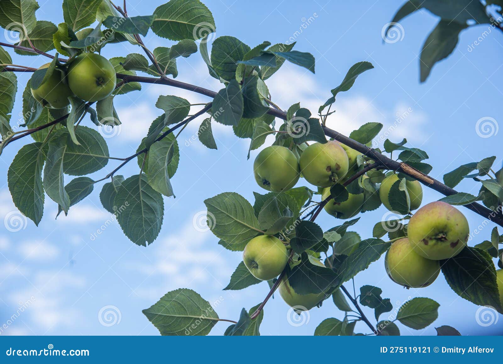 Apple Tree Branch with Green Apples on the Sky Background Stock Image ...